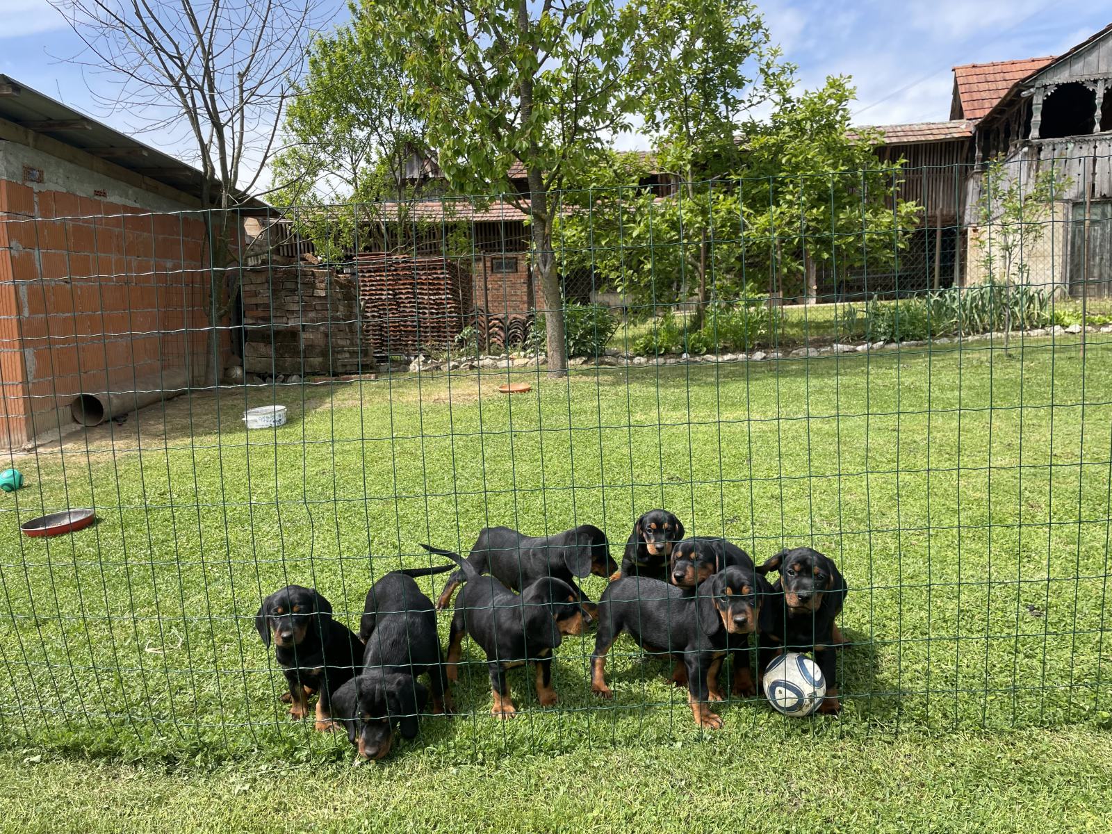 Slovački kopov - štenci