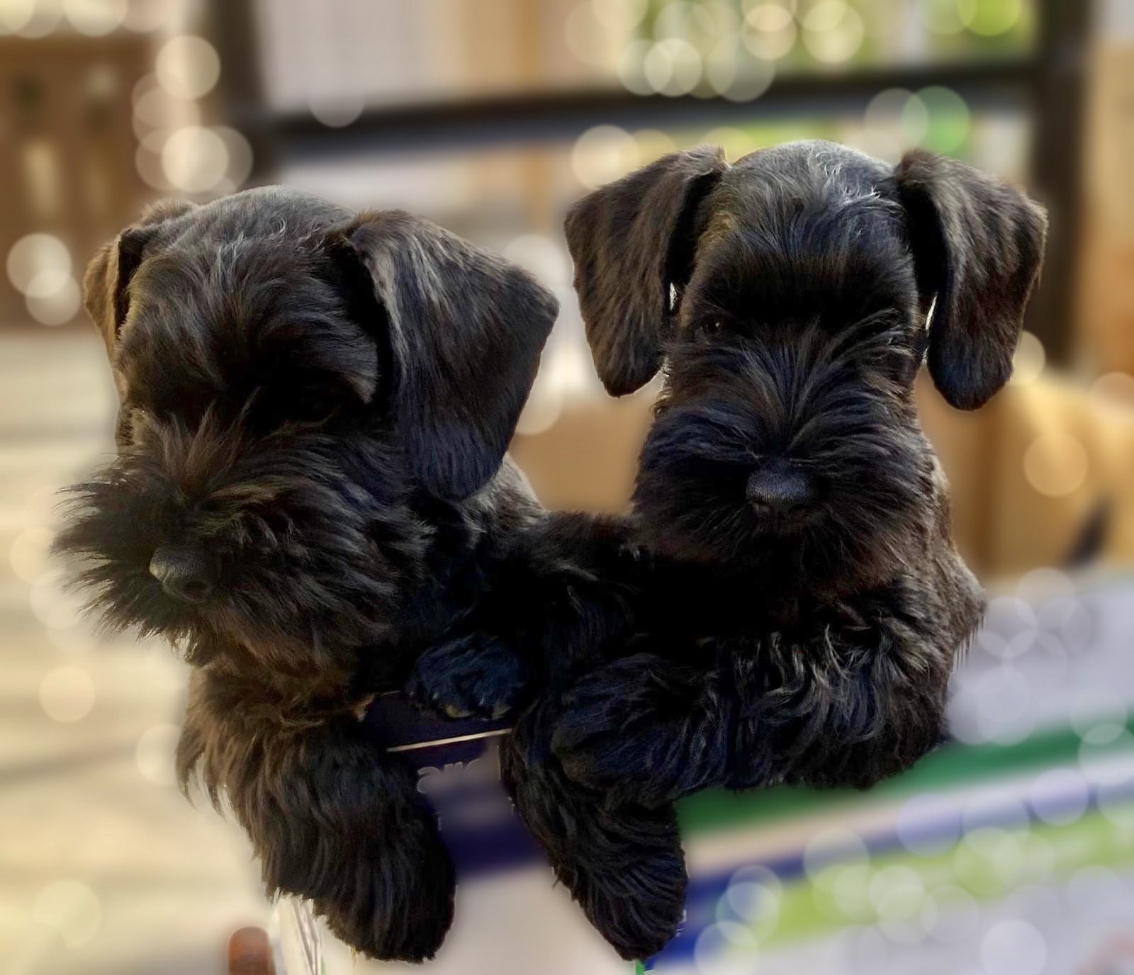 ŠNAUCER PATULJASTI CRNI