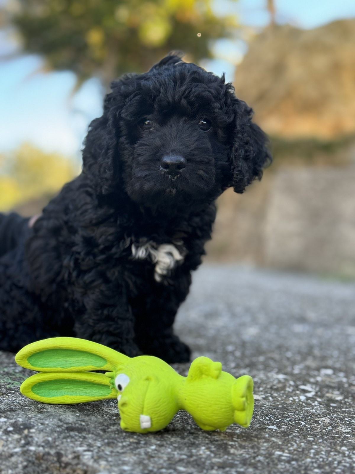 Španjolski vodeni pas / Perro de Aqua Espanol štenci s rodovnicom