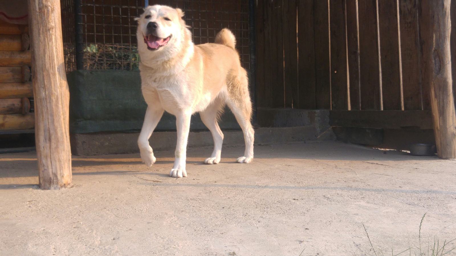 SREDNJEAZIJSKI OVCAR AZIJAT-VRHUNSKE TOP MLADE ZENKE-AZIJATI