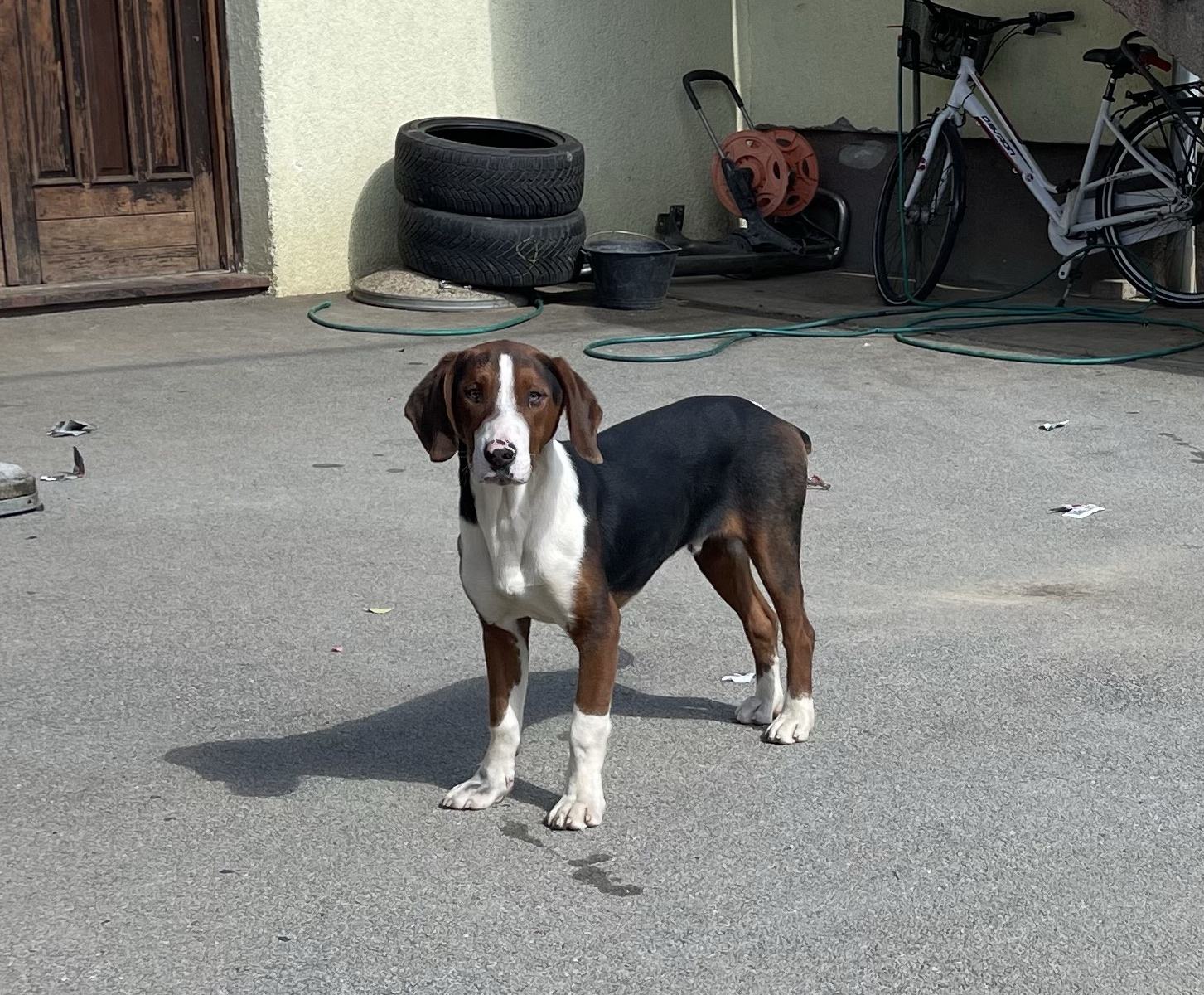 Trobojni gonič, štene