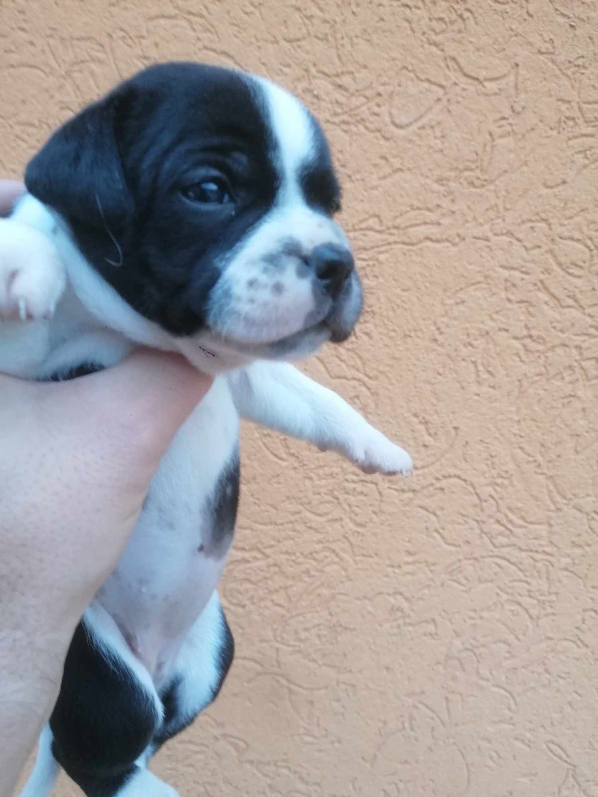 Stafordski Bul terijer / stafordshire bull terrier stenad