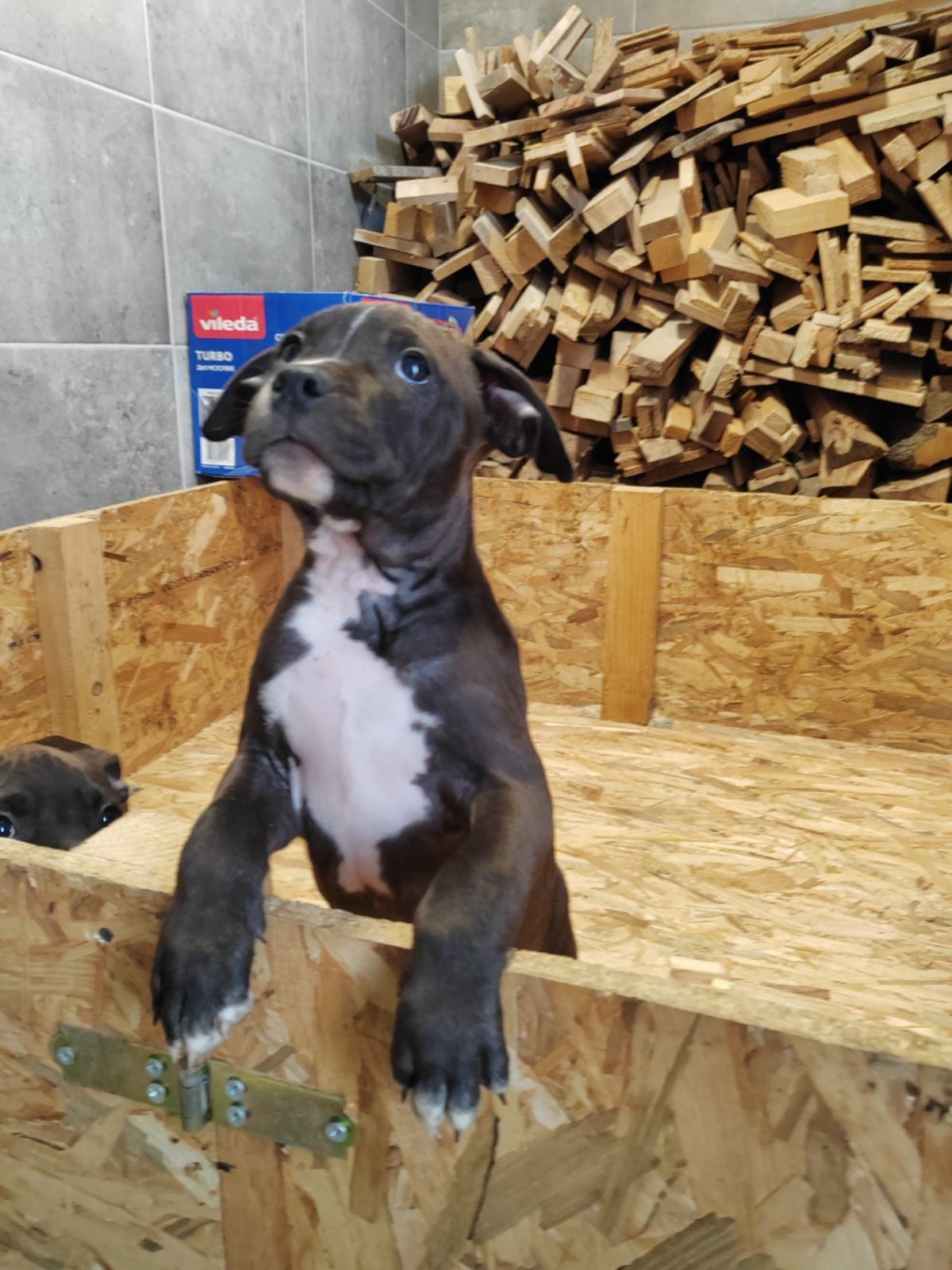 Štenac Američki staford terijer