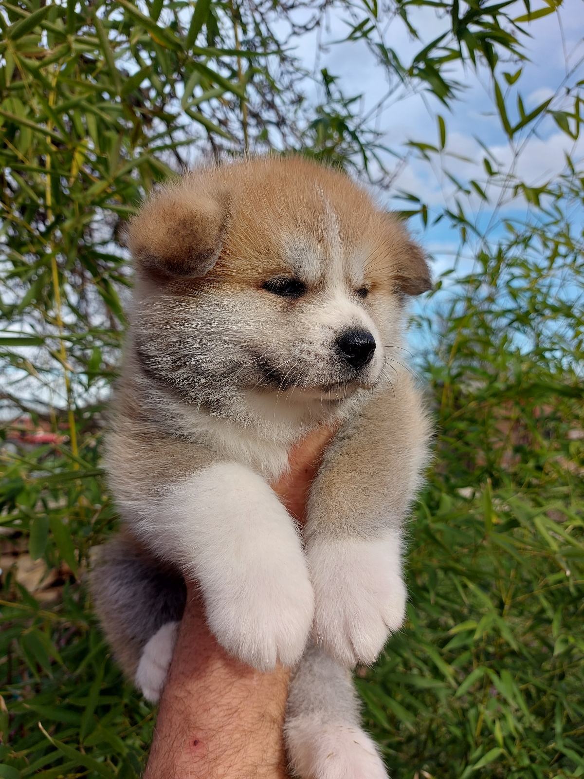 Štenci Japanske Akite sa rodovnicom