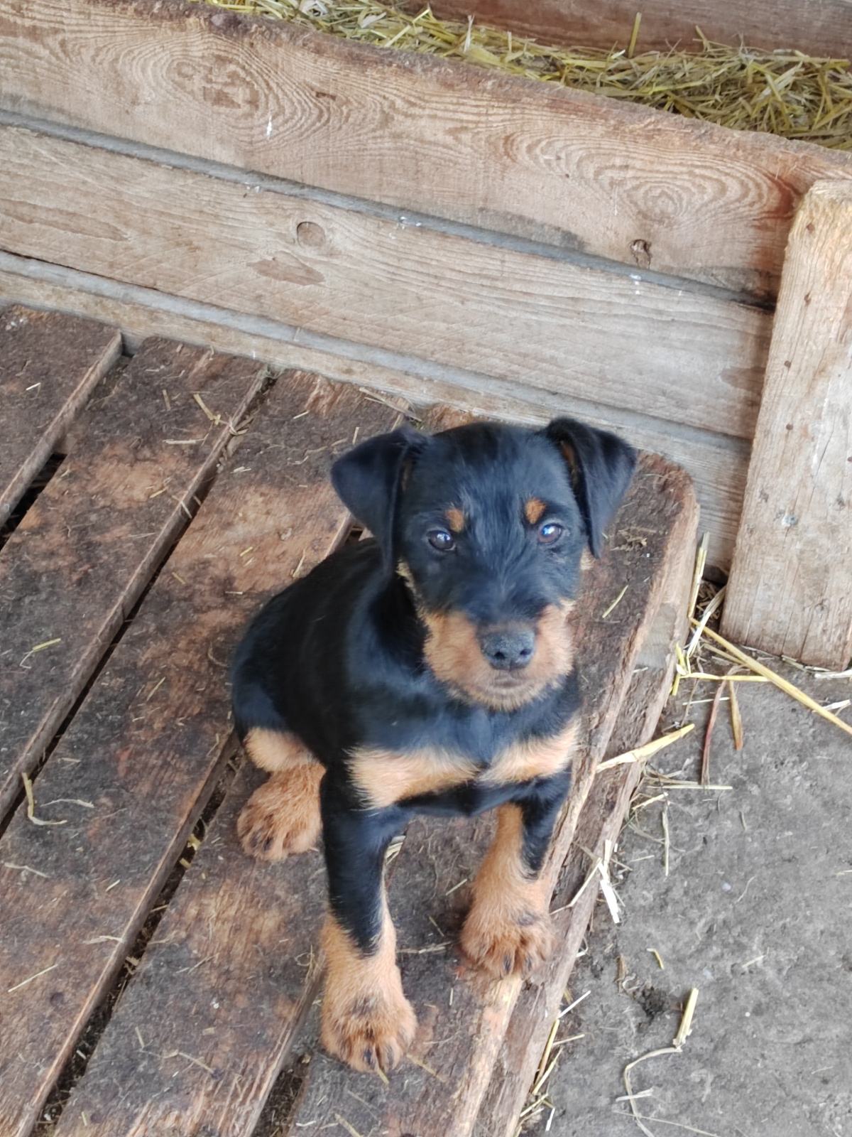 Štenci njemačkoga lovnog terijera