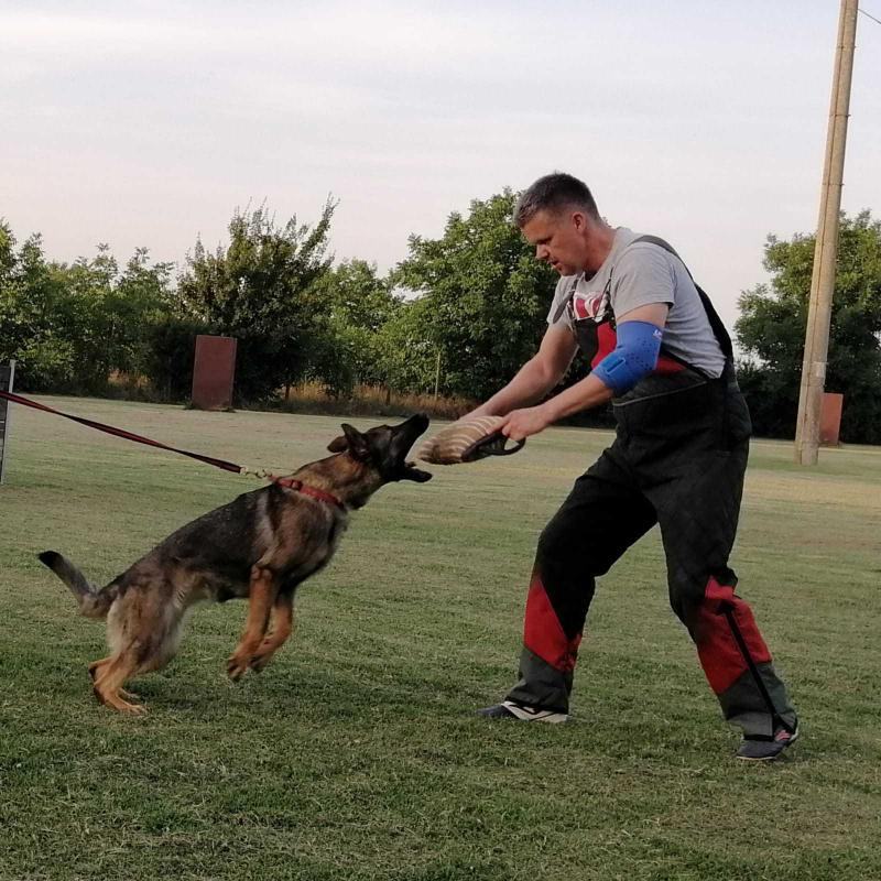 Radni njemački ovčar - ženka