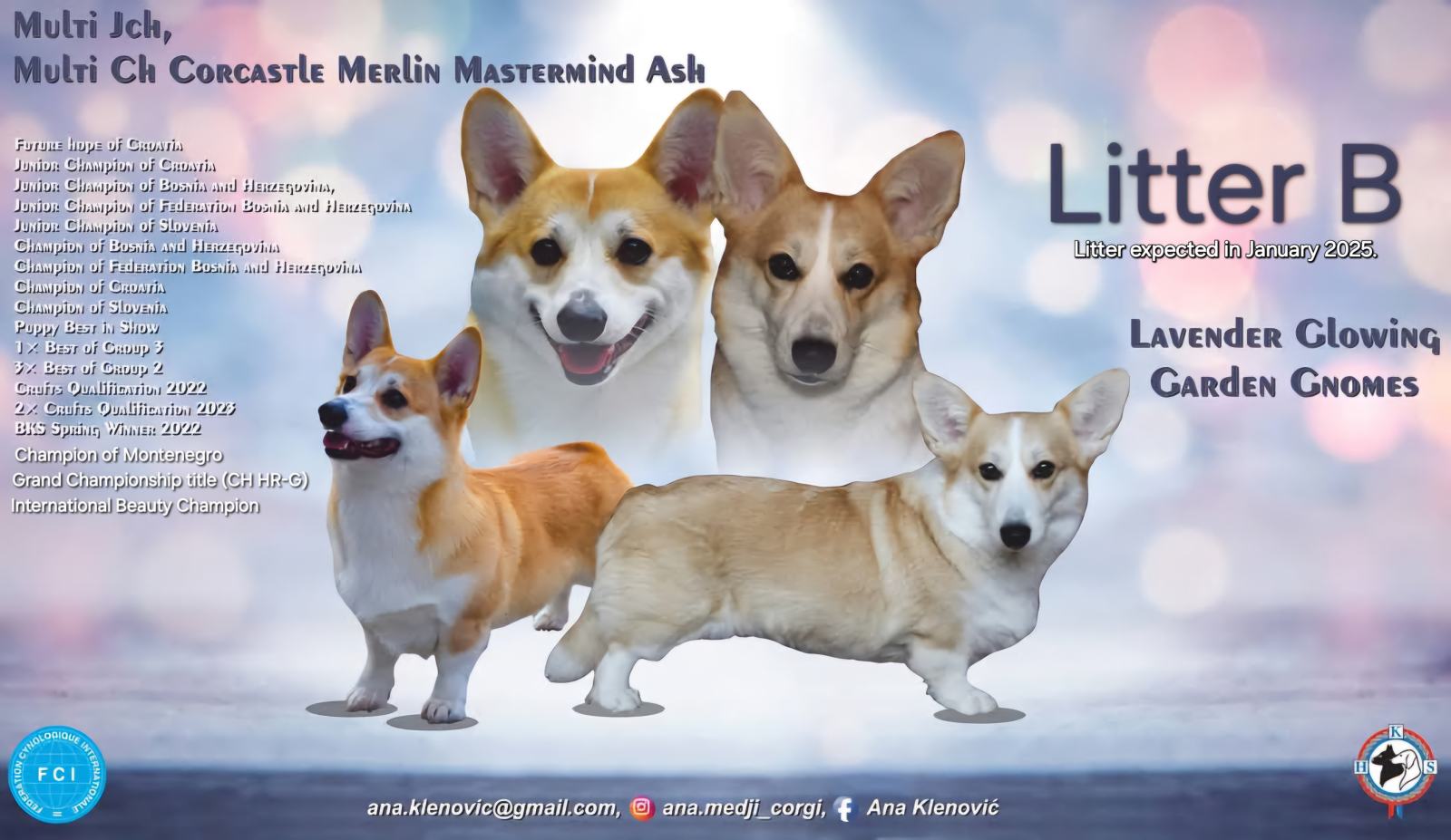 Štene Pembroke Welsh Corgi Korgi