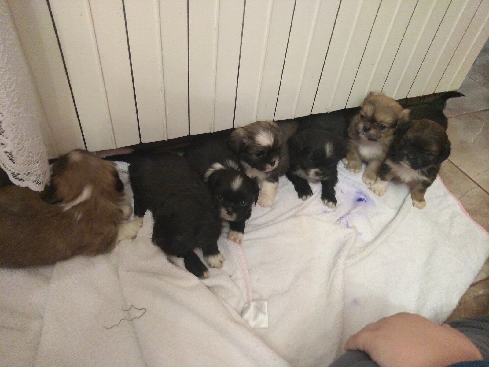 Štenići pekinezera