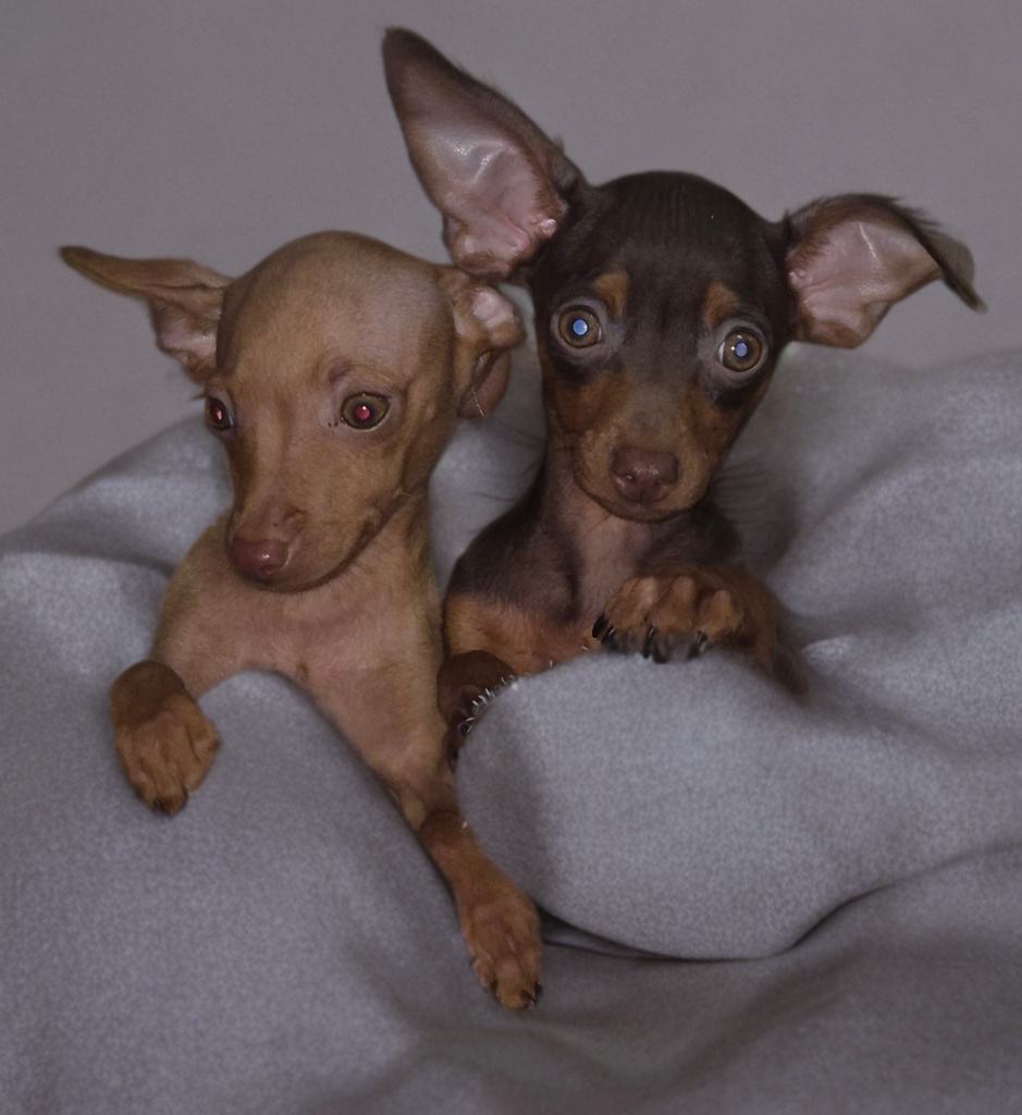 Toy pasmina, Prague ratter štenci