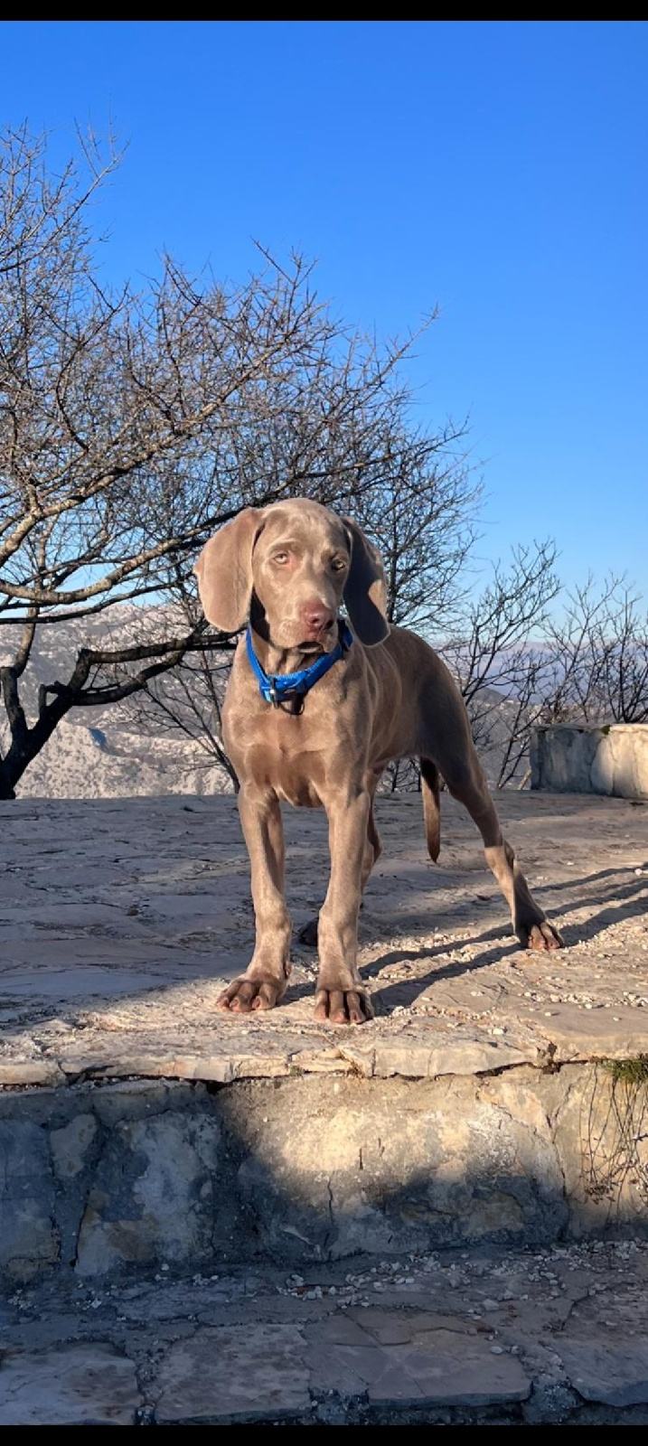 Vajmarski ptičar-štenci sa rodovnicom