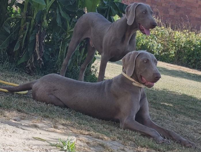 Vajmarski pticar stenci sa rodovnicama