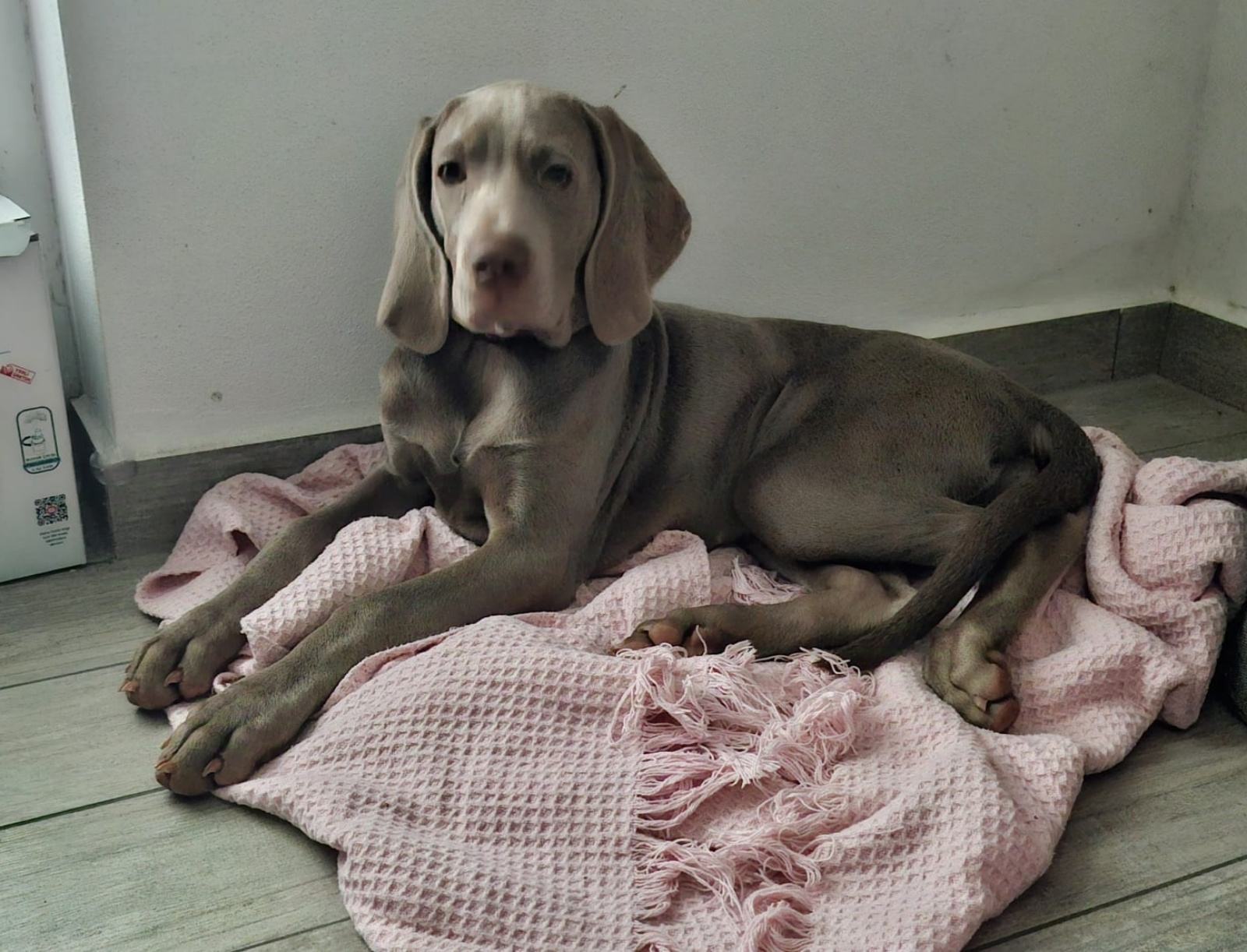 Vajmarski ptičar štenci