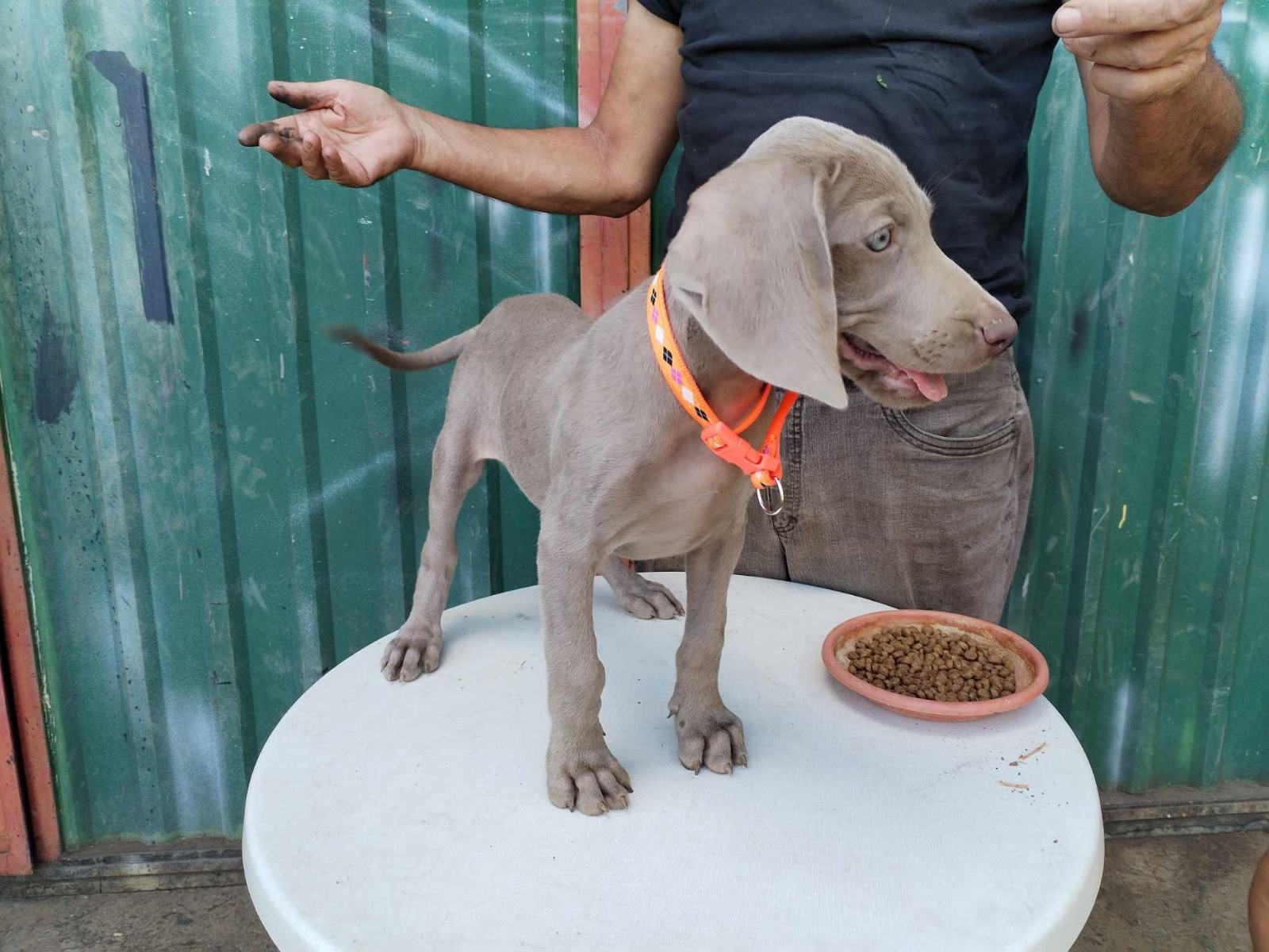 Vajmarski ptićar štenci