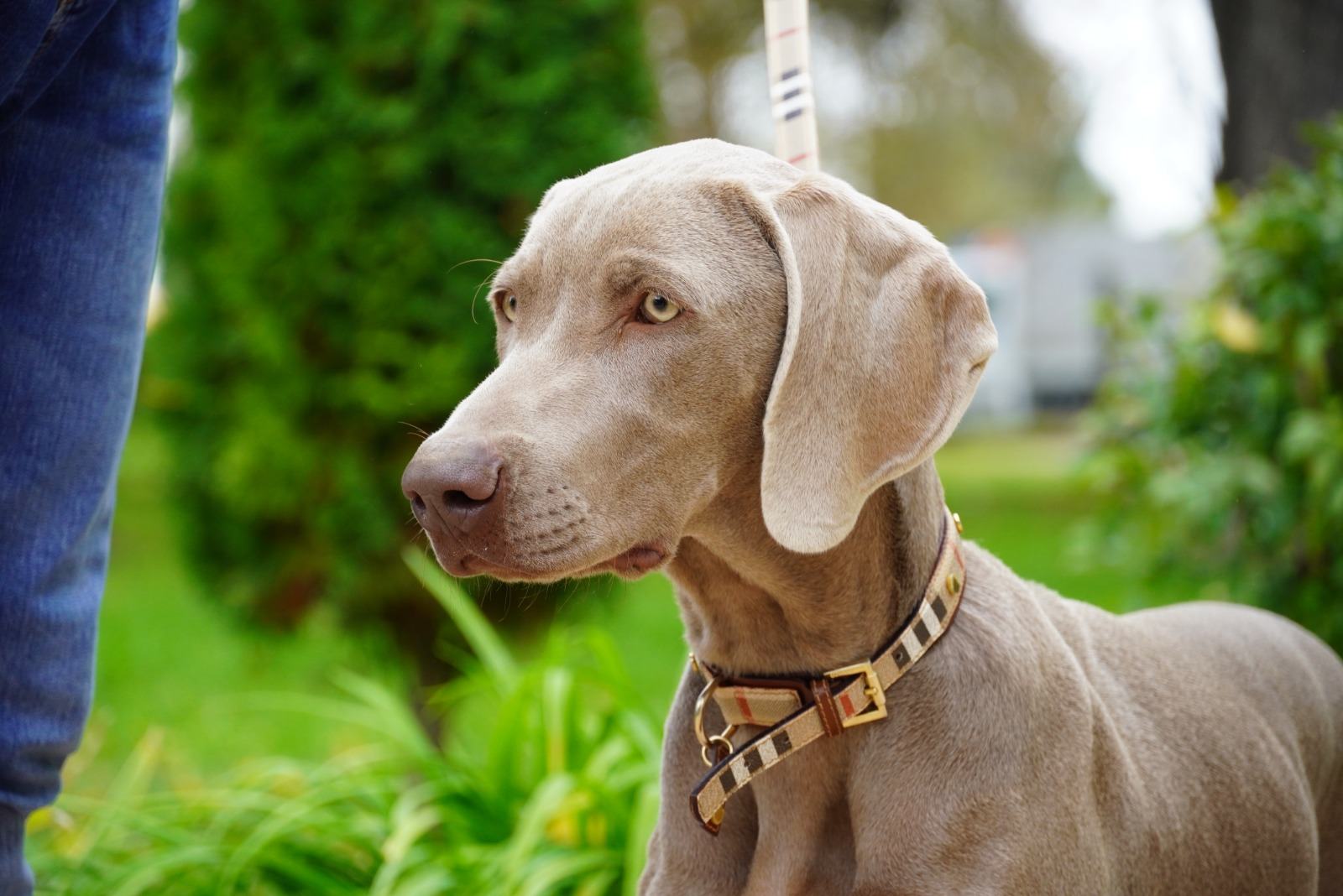 Vajmarski ptičar - štene