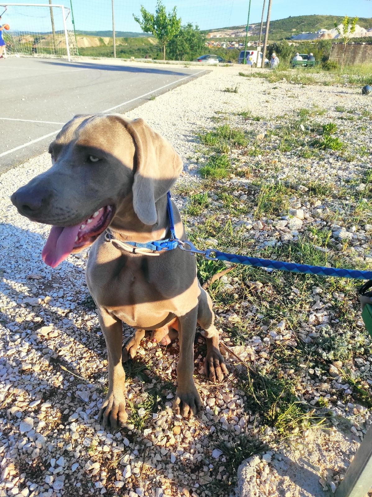 Vajmarski ptićar iz vrhunskog legla