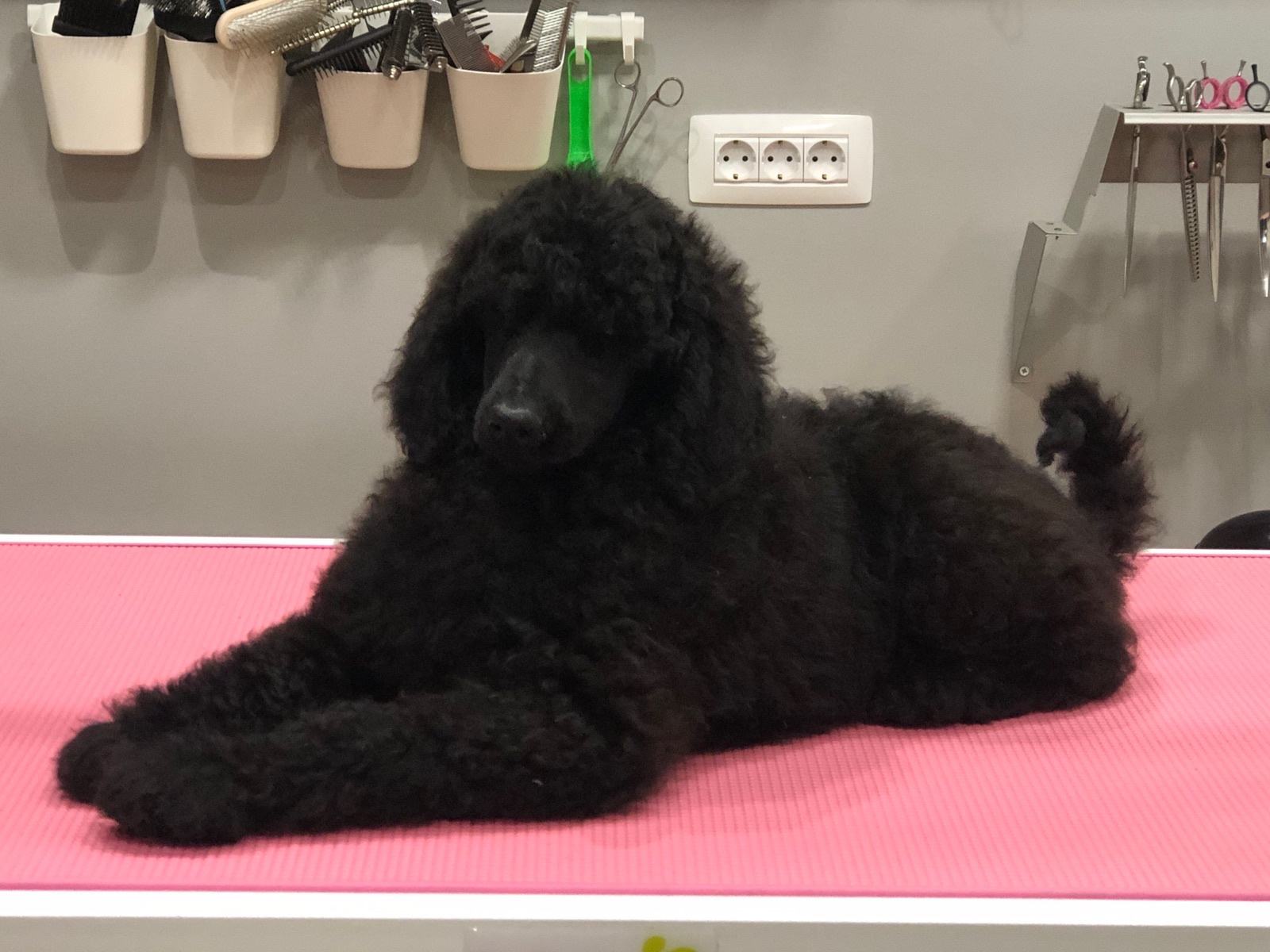 Velika kraljevska pudla