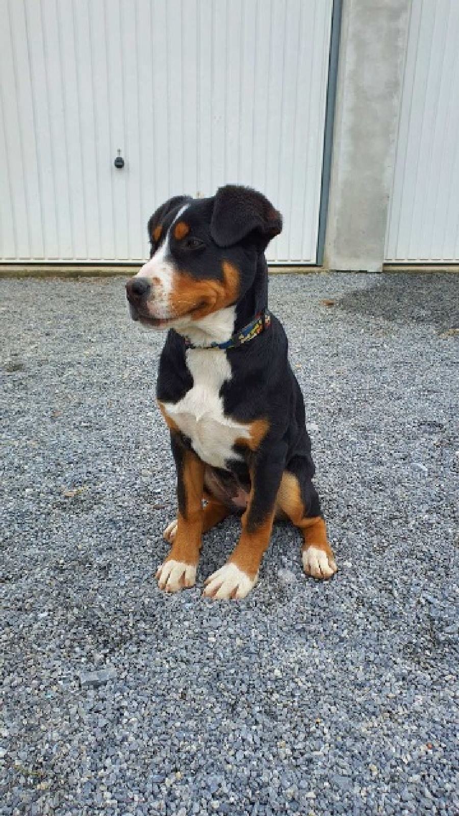 Veliki svicarski planinski pas