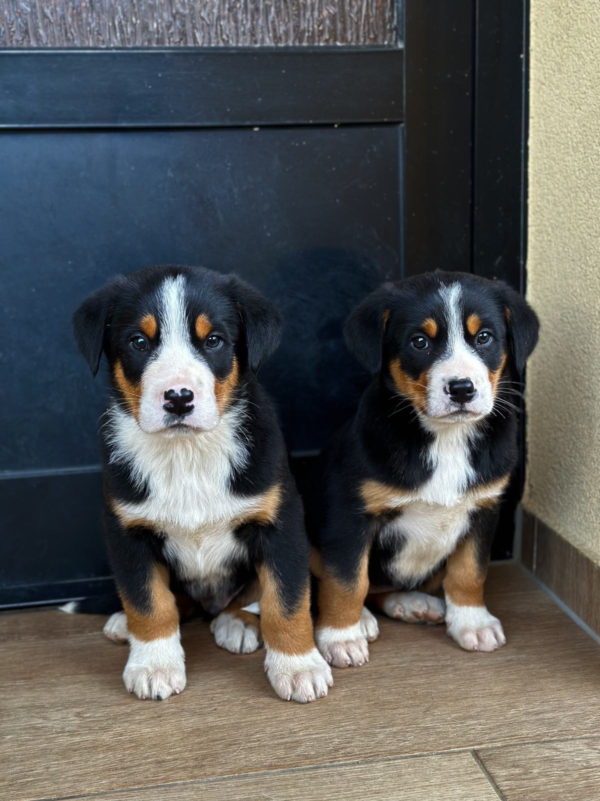 Veliki švicarski planinski pas