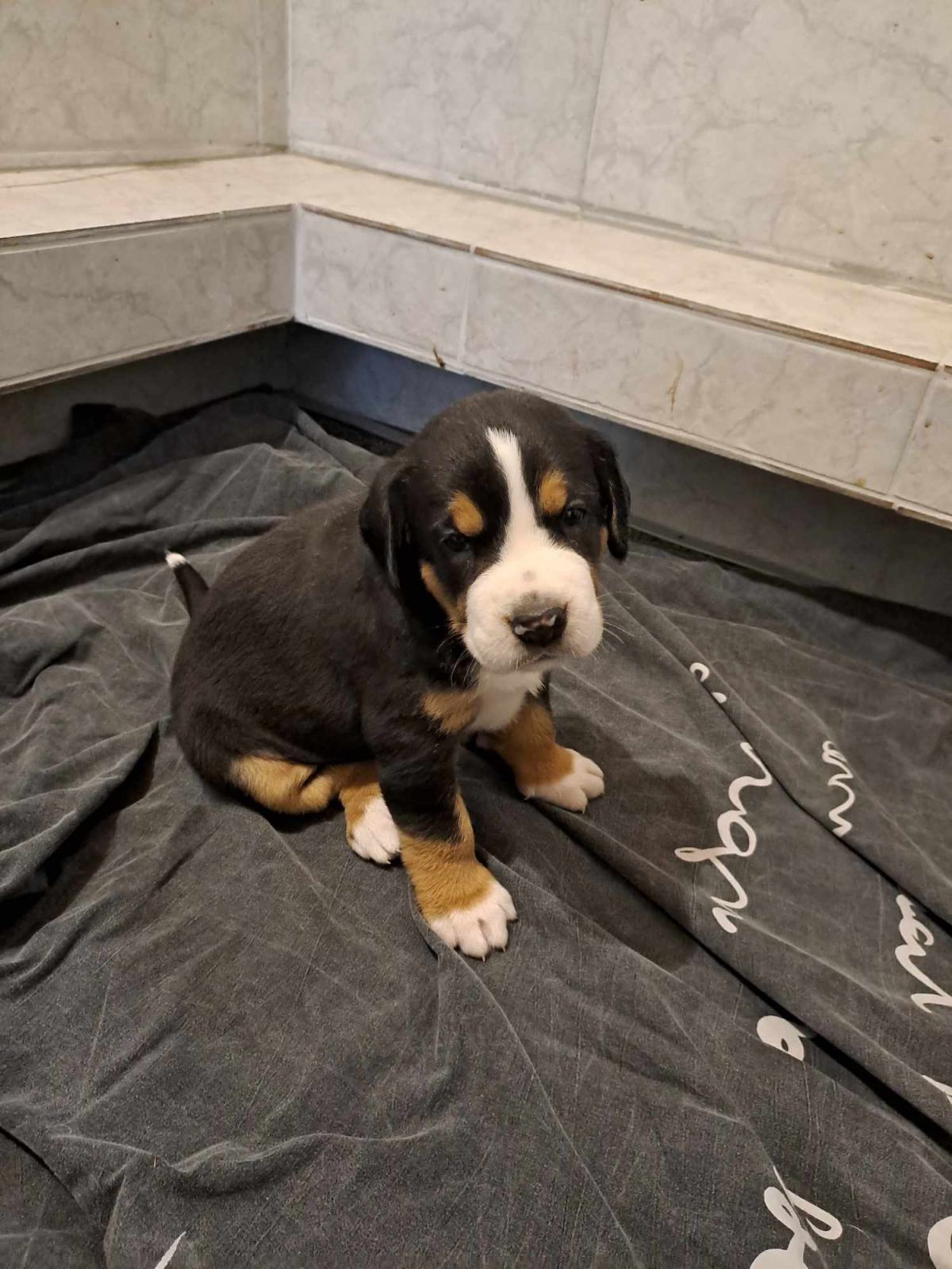 Veliki Švicarski Planinski Psi