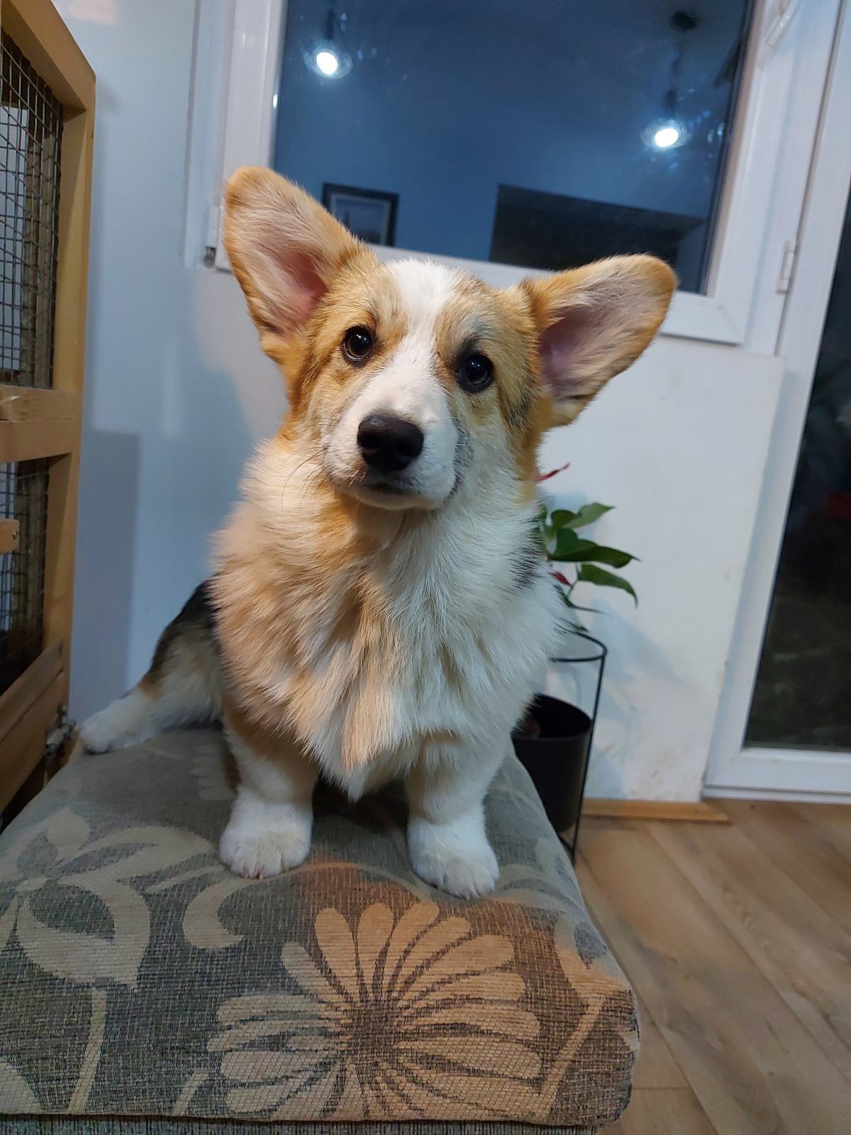 Welsh corgi pembroke stenci/velski korgi na prodaju