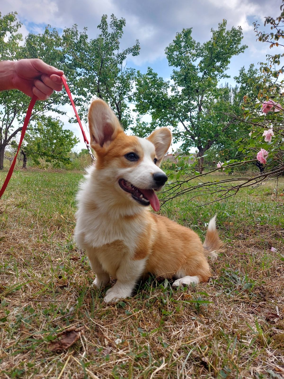 Welsh corgi pembroke/velski korgi