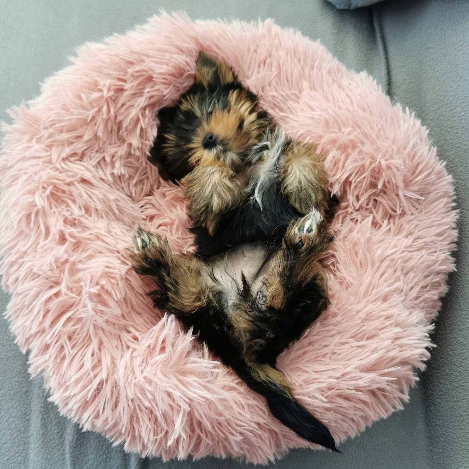 Yorkshire terrier FCI rodovnik, Jorkširski terijer, Jorki