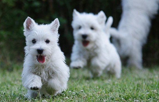 Zapadnoškotski bijeli terijer - Westi