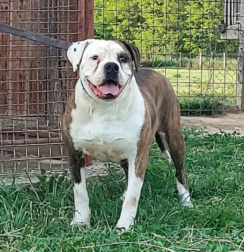 Americki buldog Johnson Bully mlada zenka bulldog