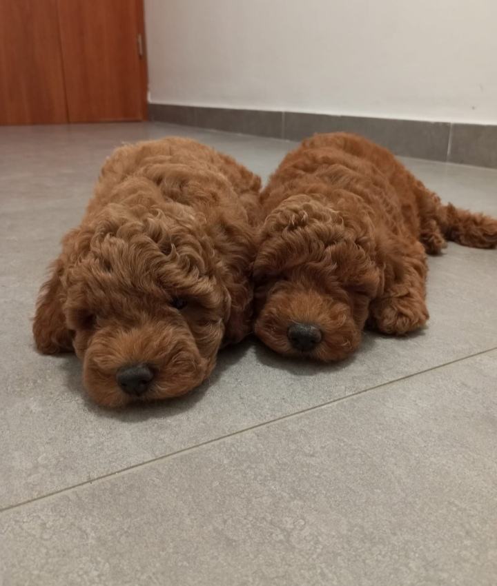 Apricot Minijaturni Pudl, dečko i cura