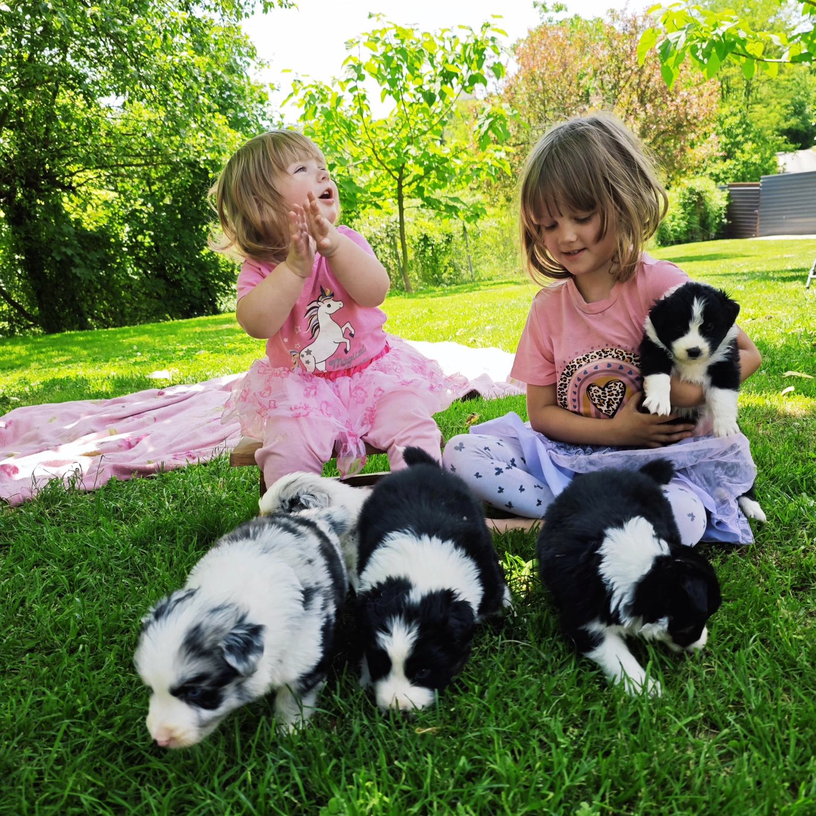 AUSTRALSKI OVCAR, ŽENKA (HKS rodovnica)