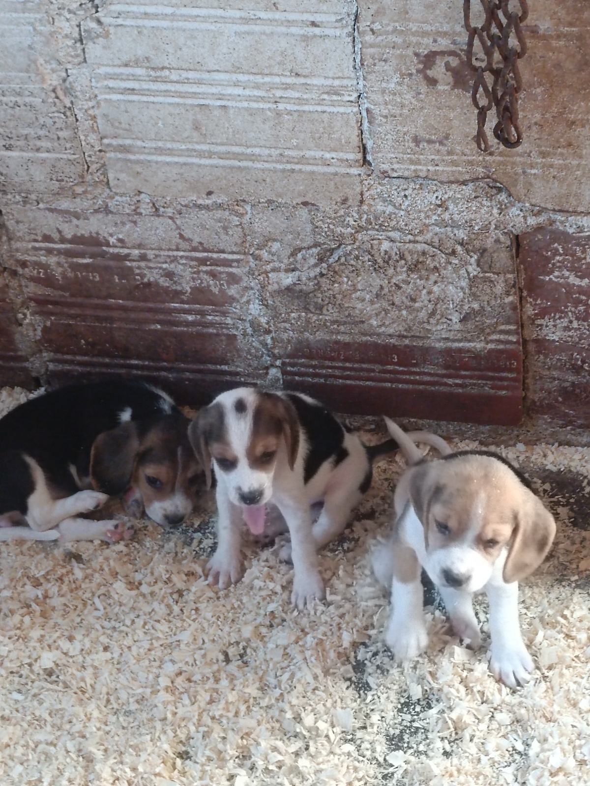 Beagle(Bigl) štenci (odmah dostupni)