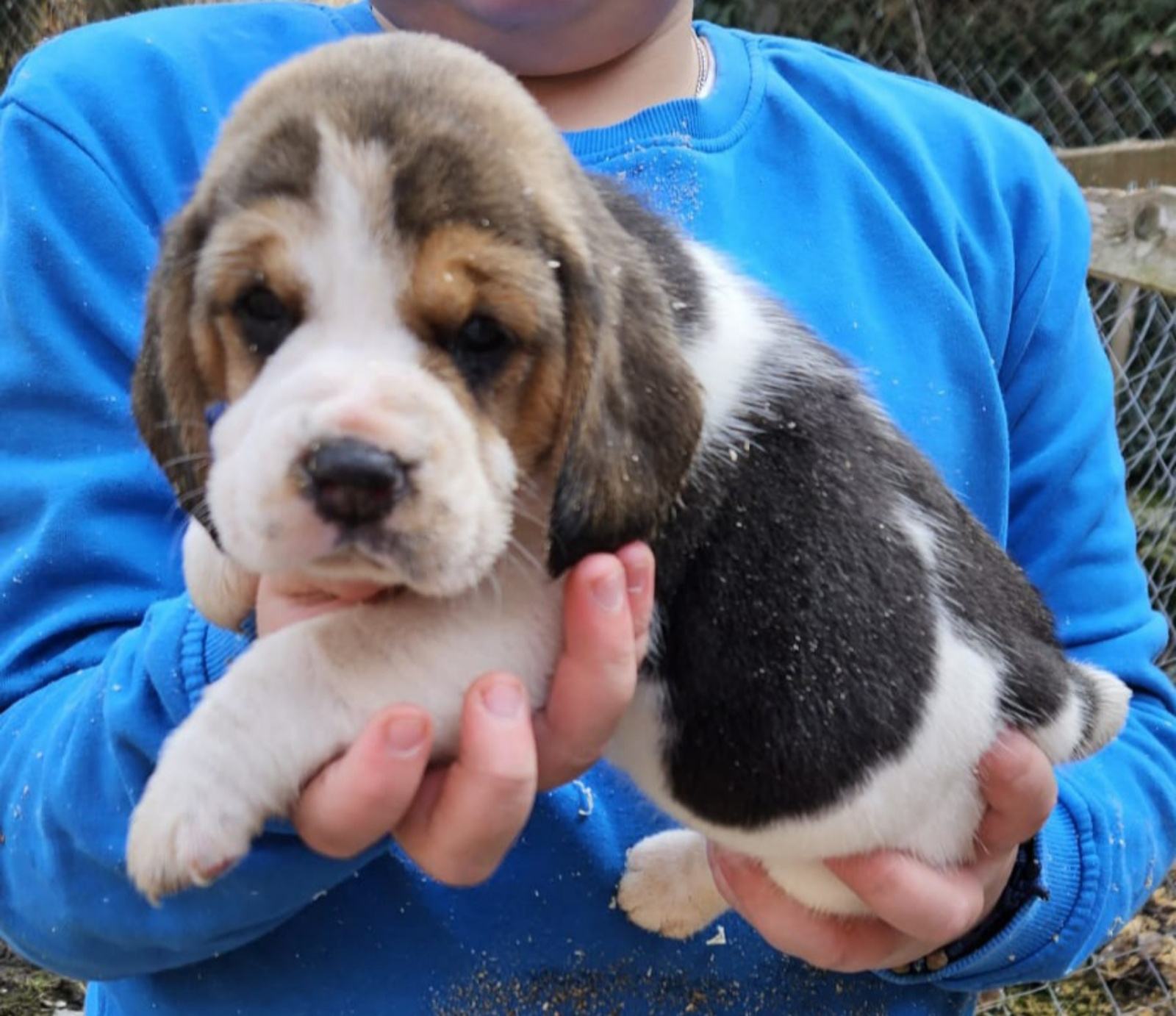 Beagle(bigl) štenci,dostava po dogovoru