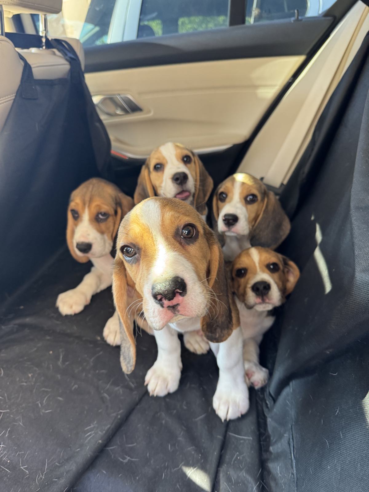 Čistokrvni beagle/bigl štenci