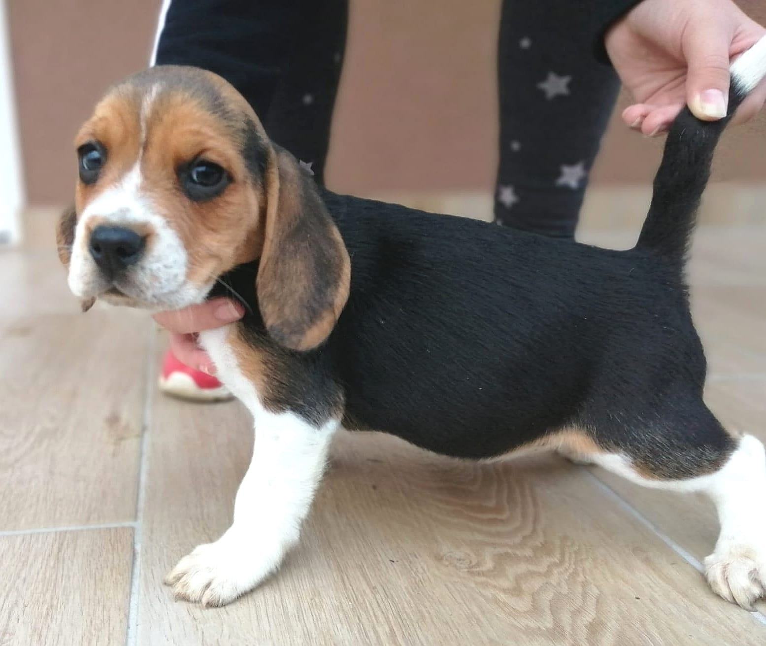 Beagle štenci!Bigl! Vikend akcija!!!