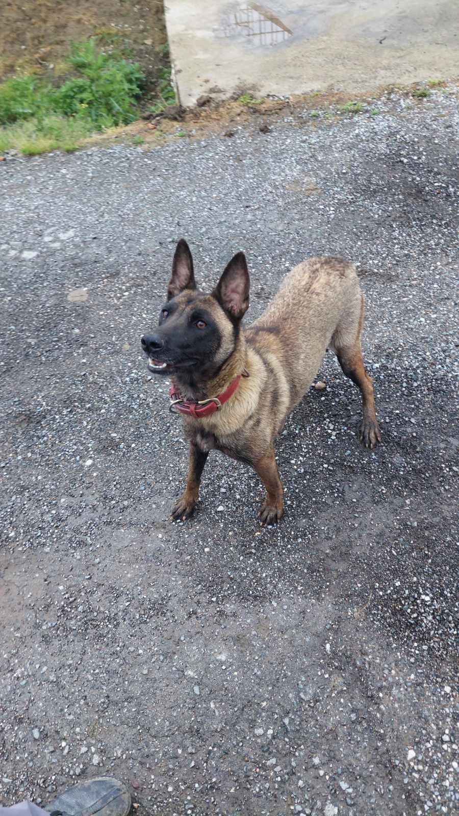 Belgijski ovčari MALINOIS