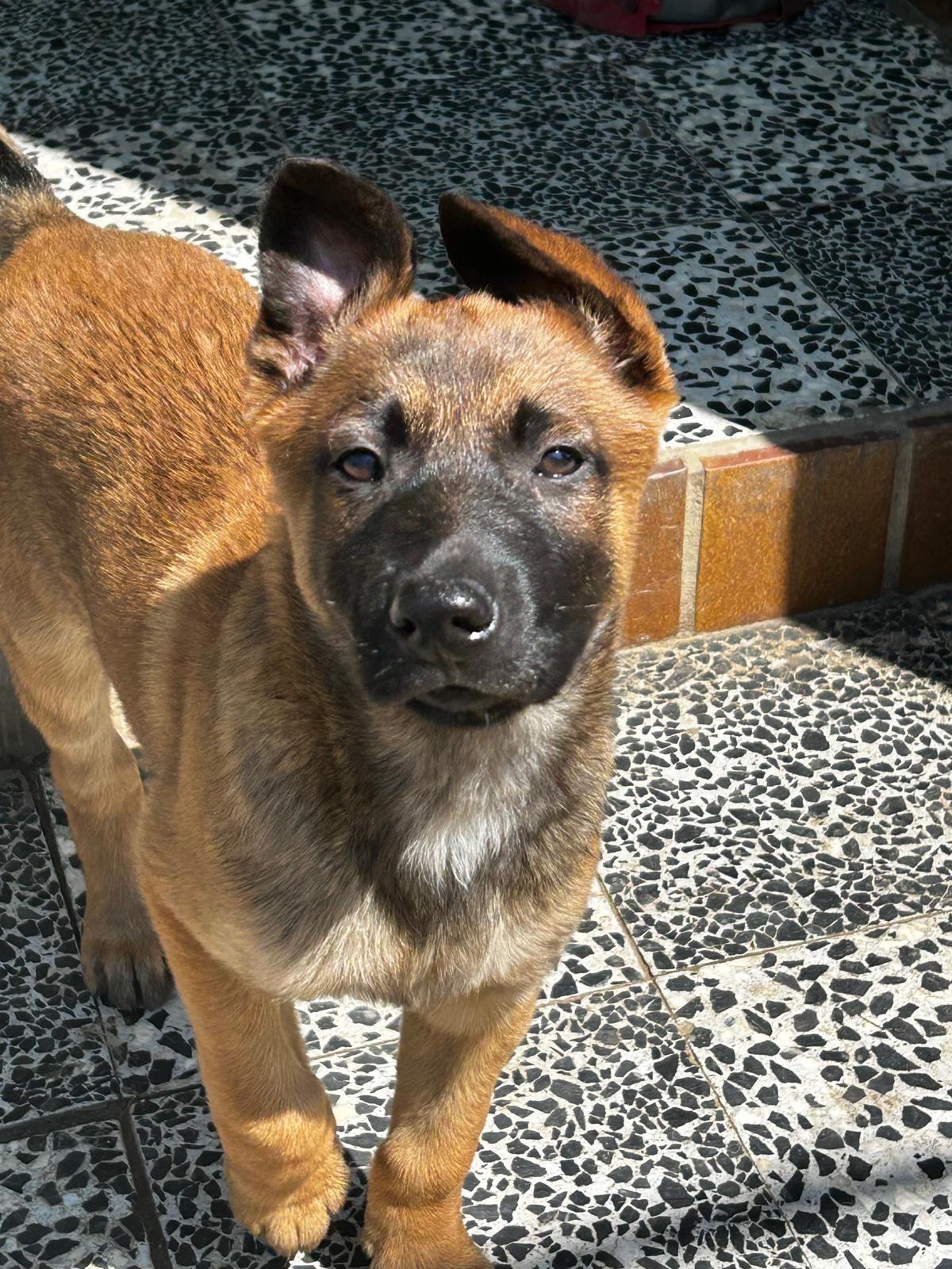 Belgijski ovčari štenci malinois