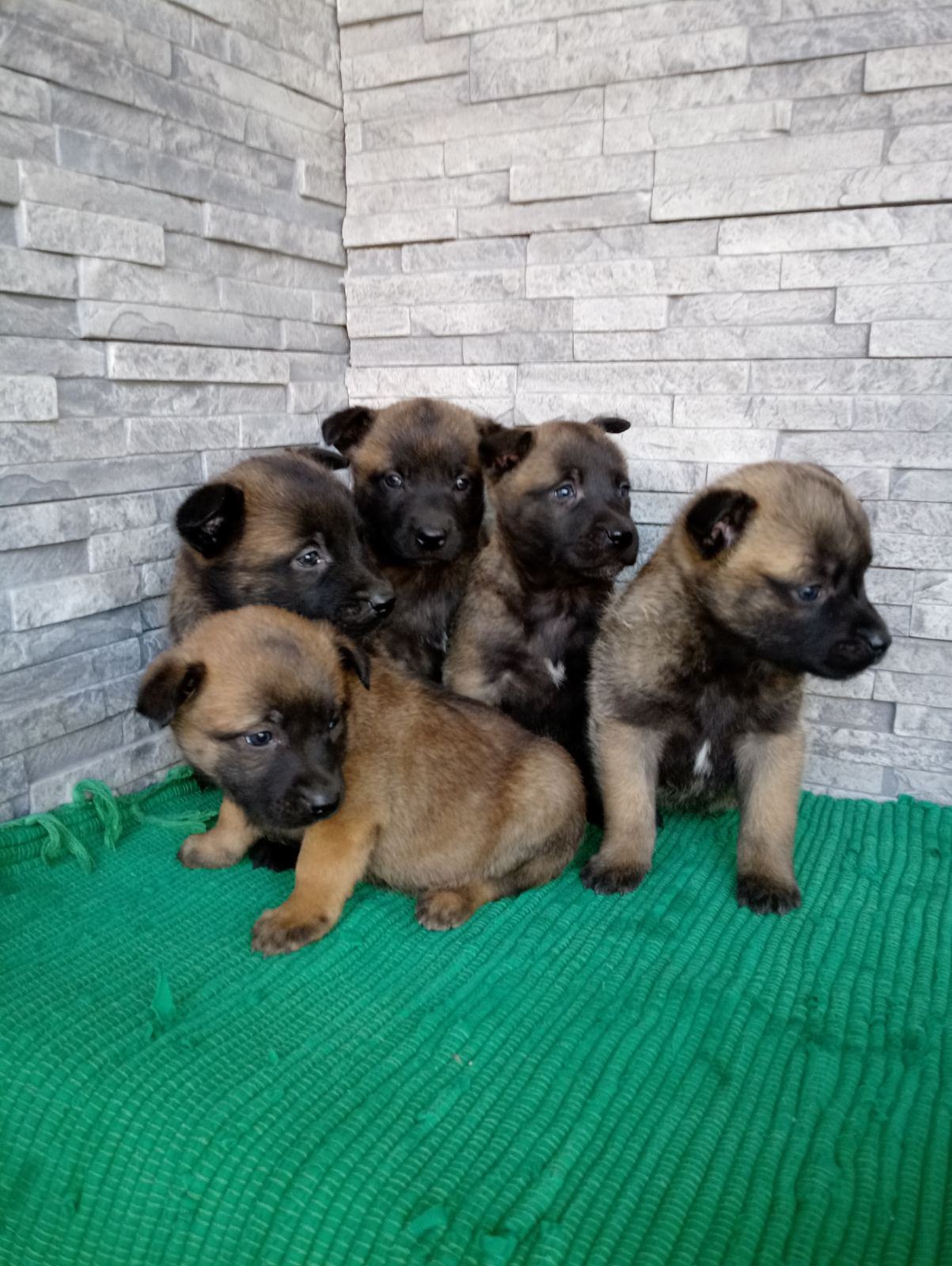 Belgijski ovčari štenci