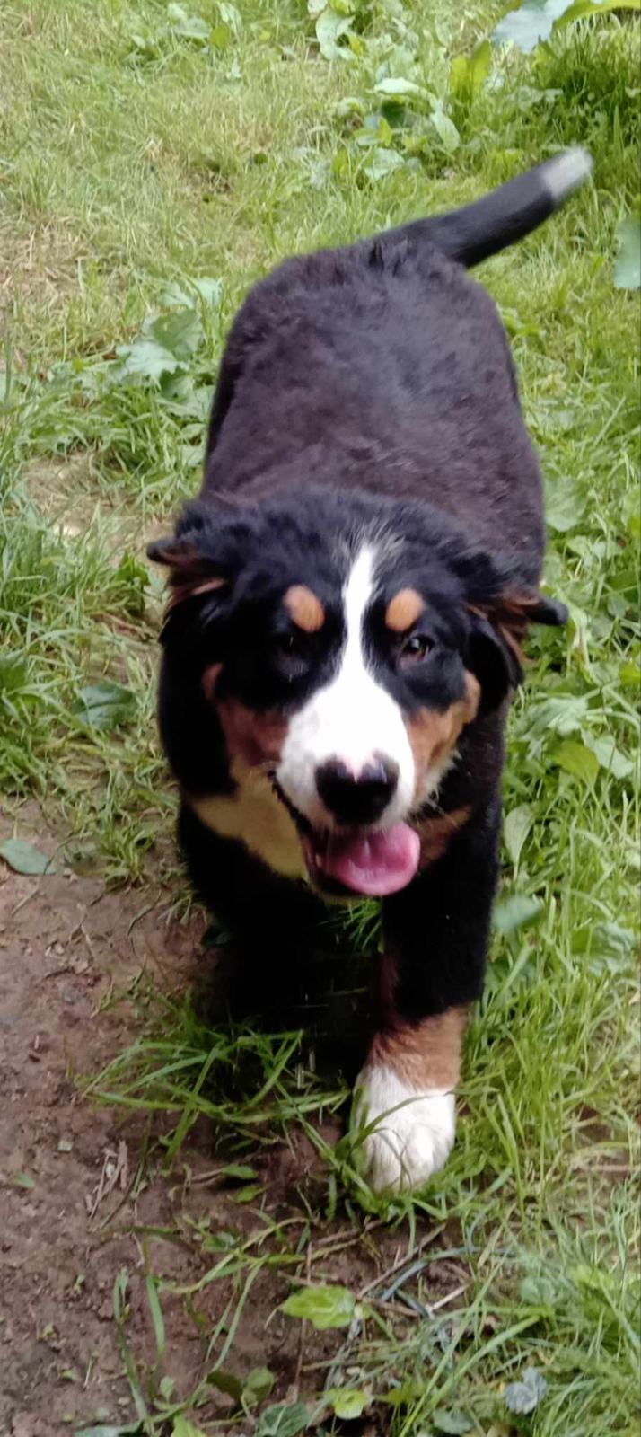 bernski planinski pas - Berner Sennenhund - bernese mountain dogŠTENAD