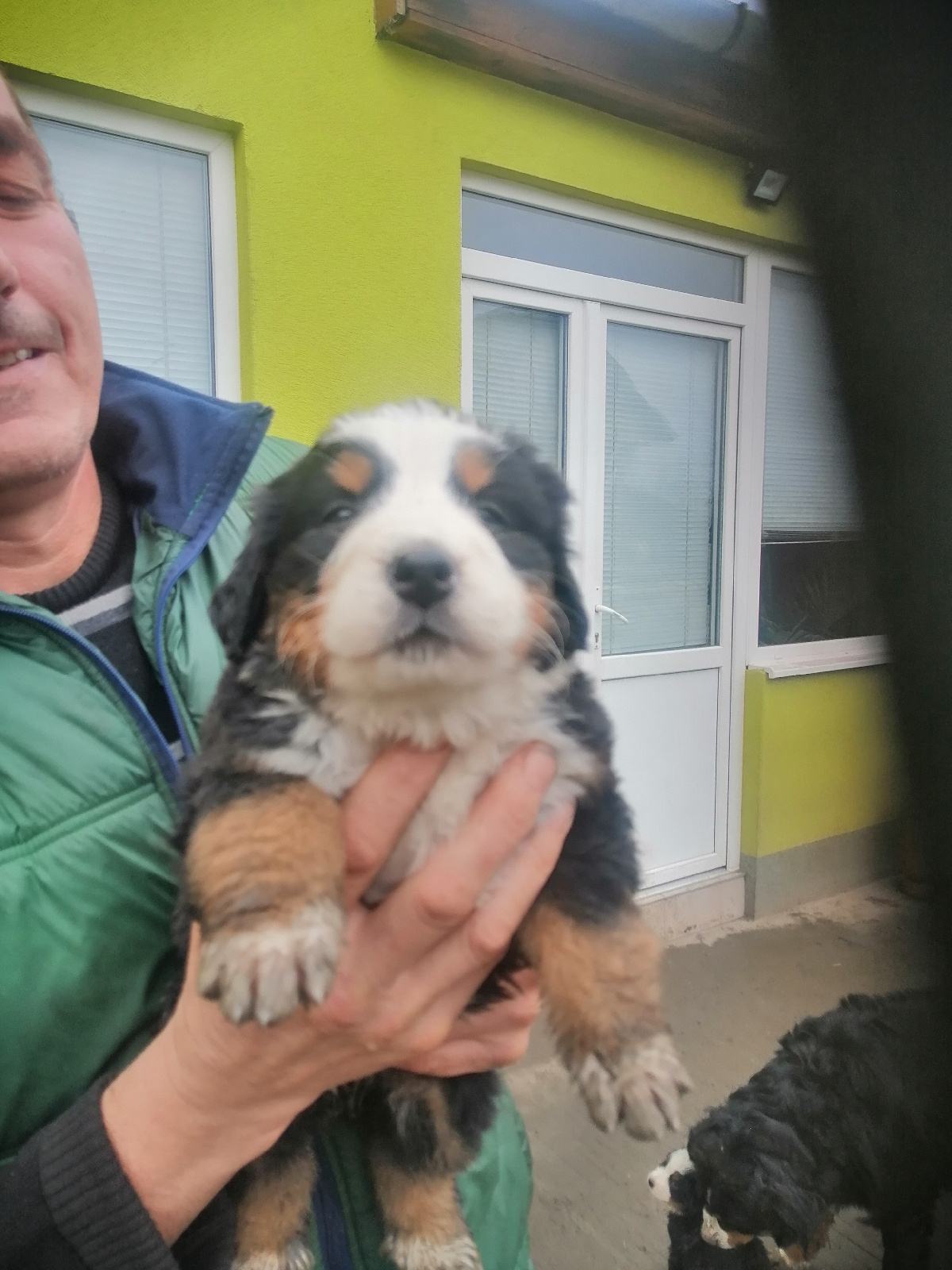 bernski planinski pas