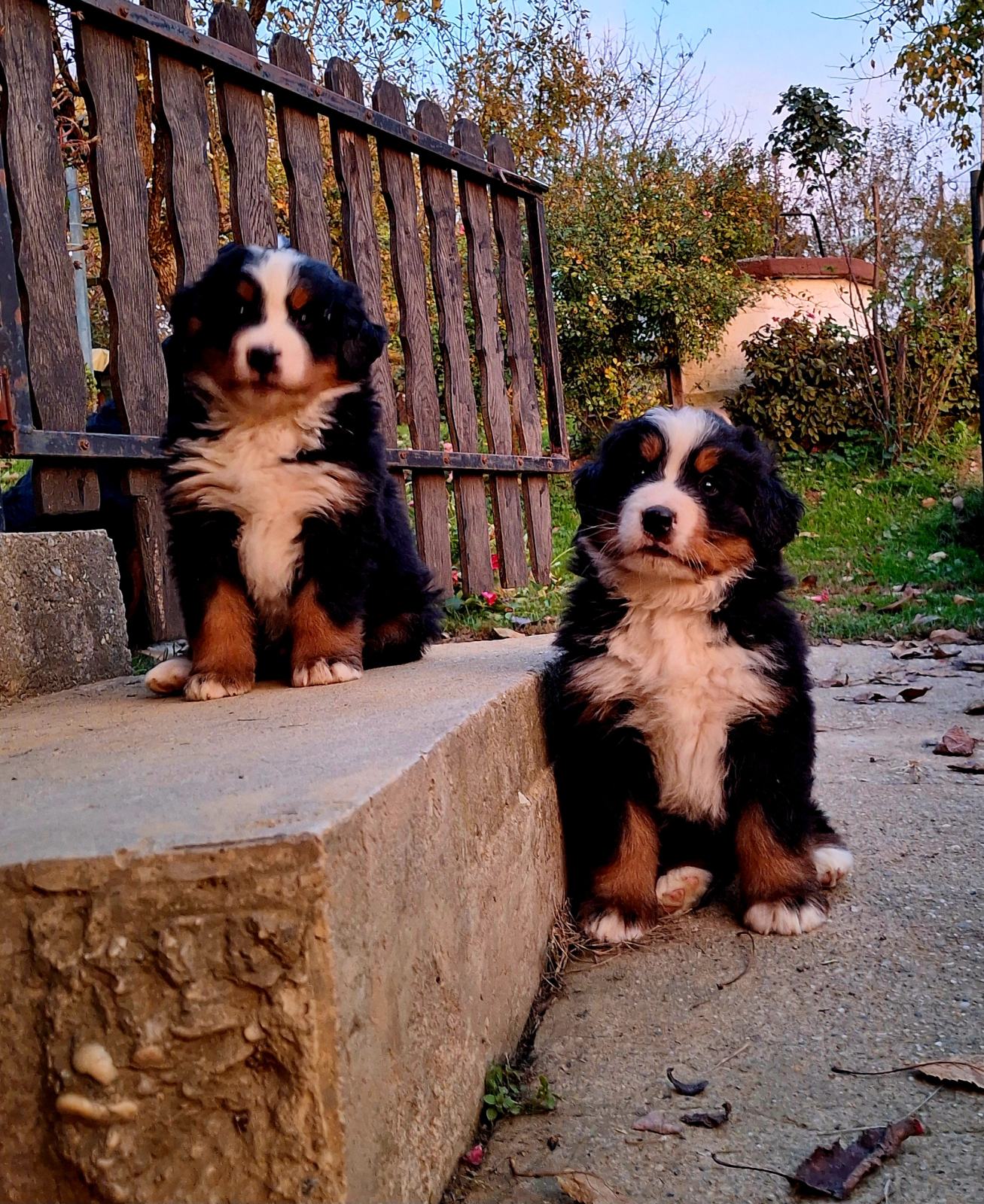 Bernski planinski pas