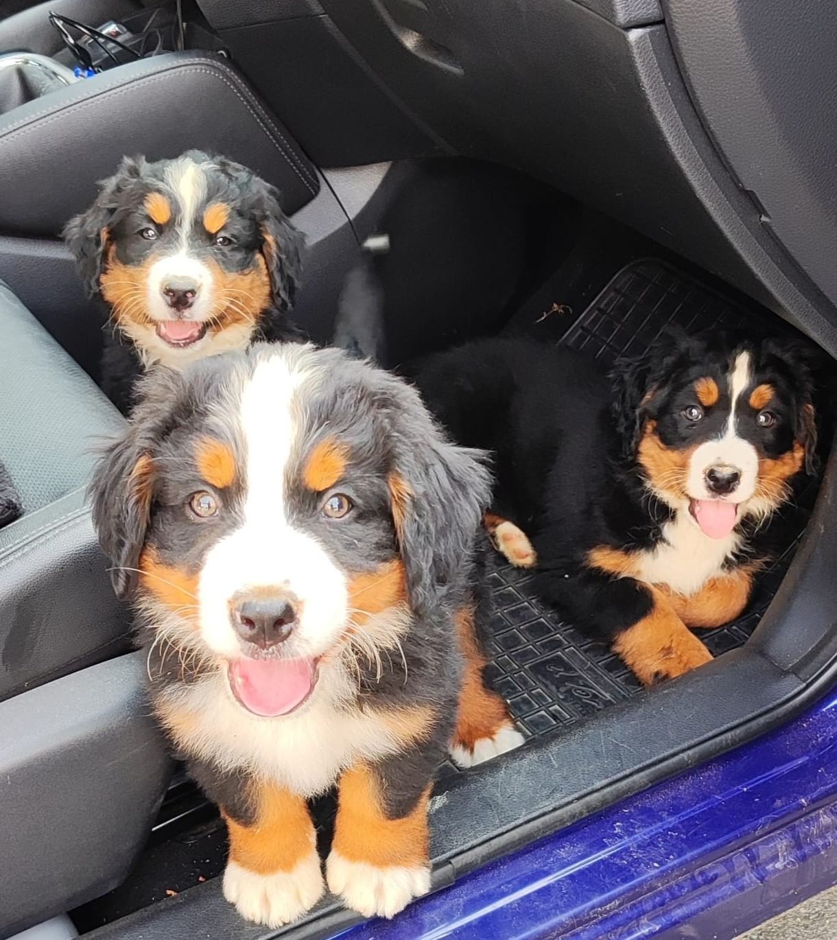 Bernski planinski pas