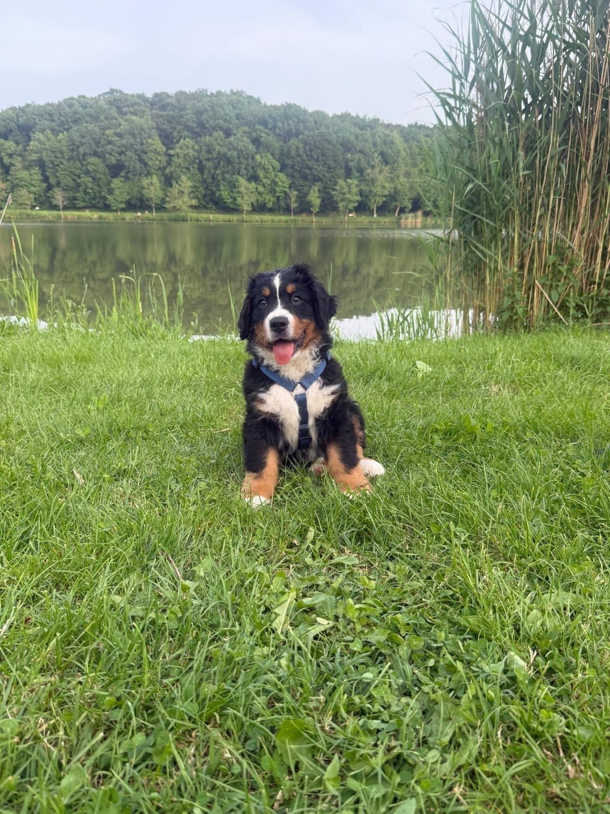 BERNSKI PLANINSKI PAS STENCI