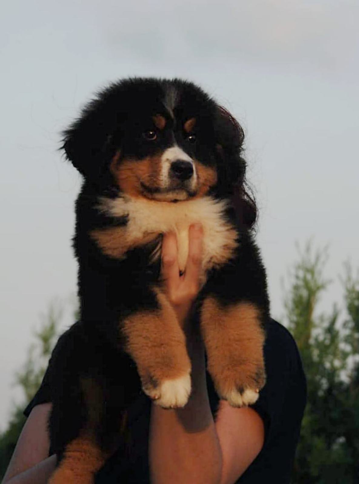 Bernski planinski pas