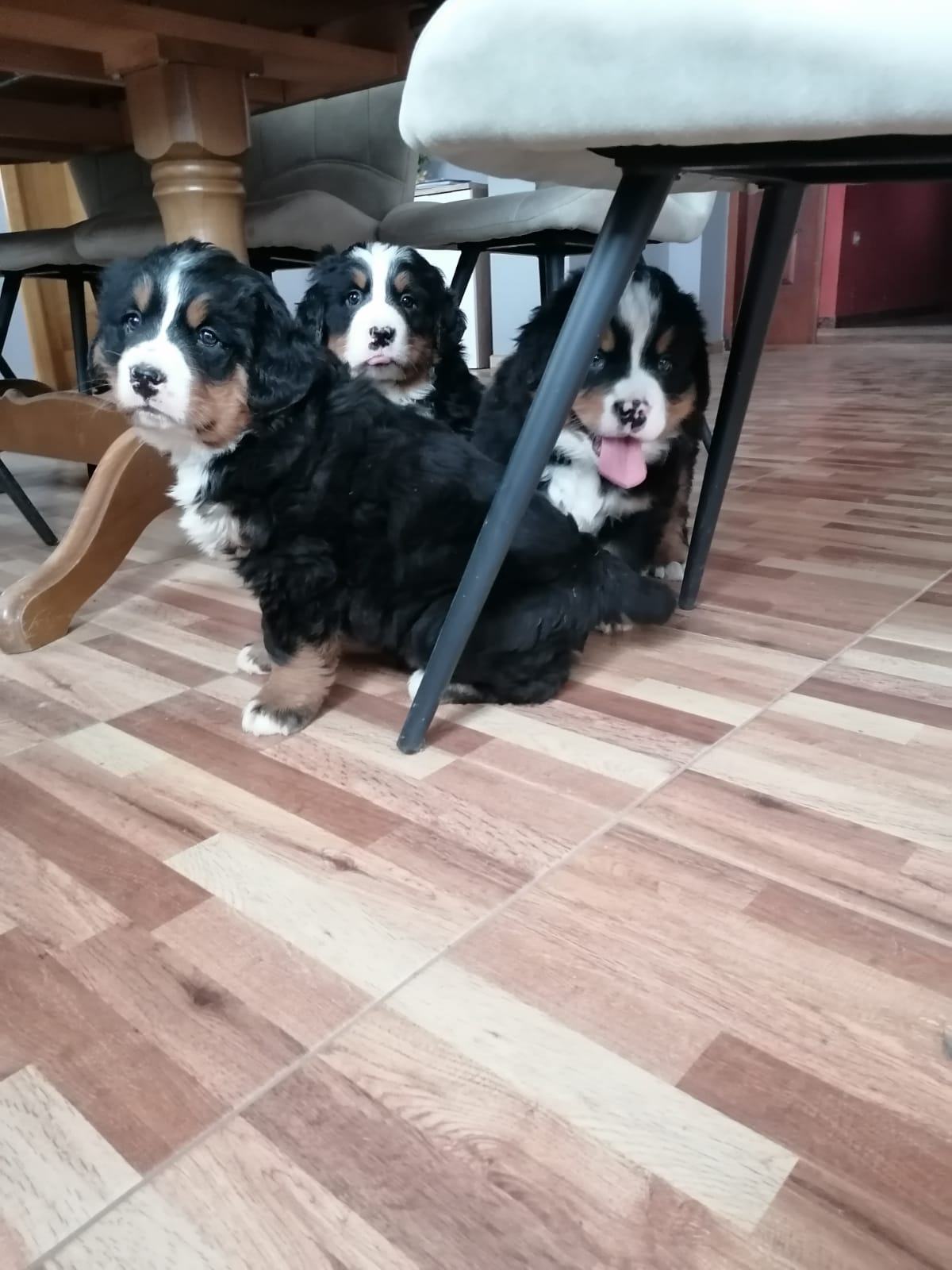 Bernski planinski pas štenci