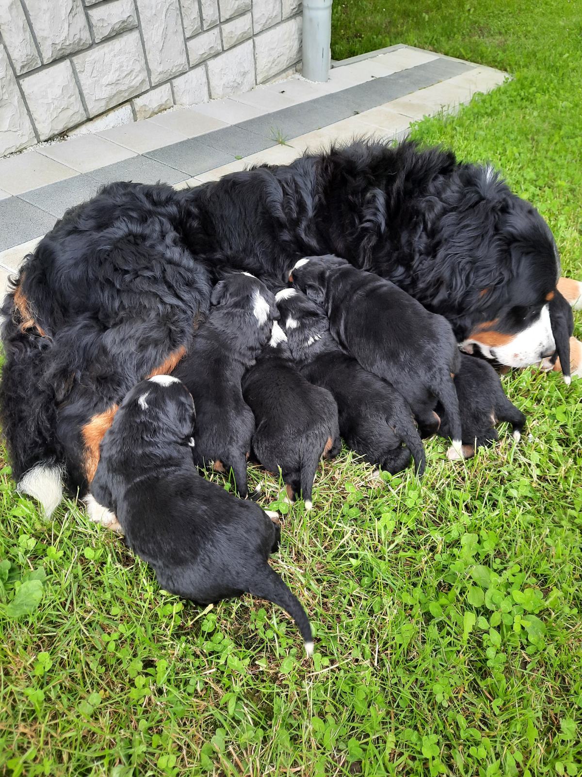 Bernski planinski pas štenci