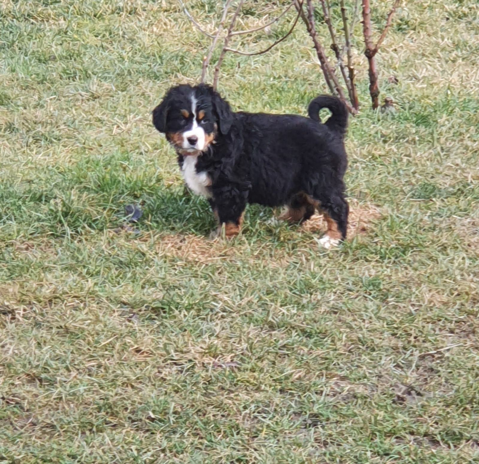 Bernski planinski pas štenci i Njemački kratkodlaki ptičar(uslužno)