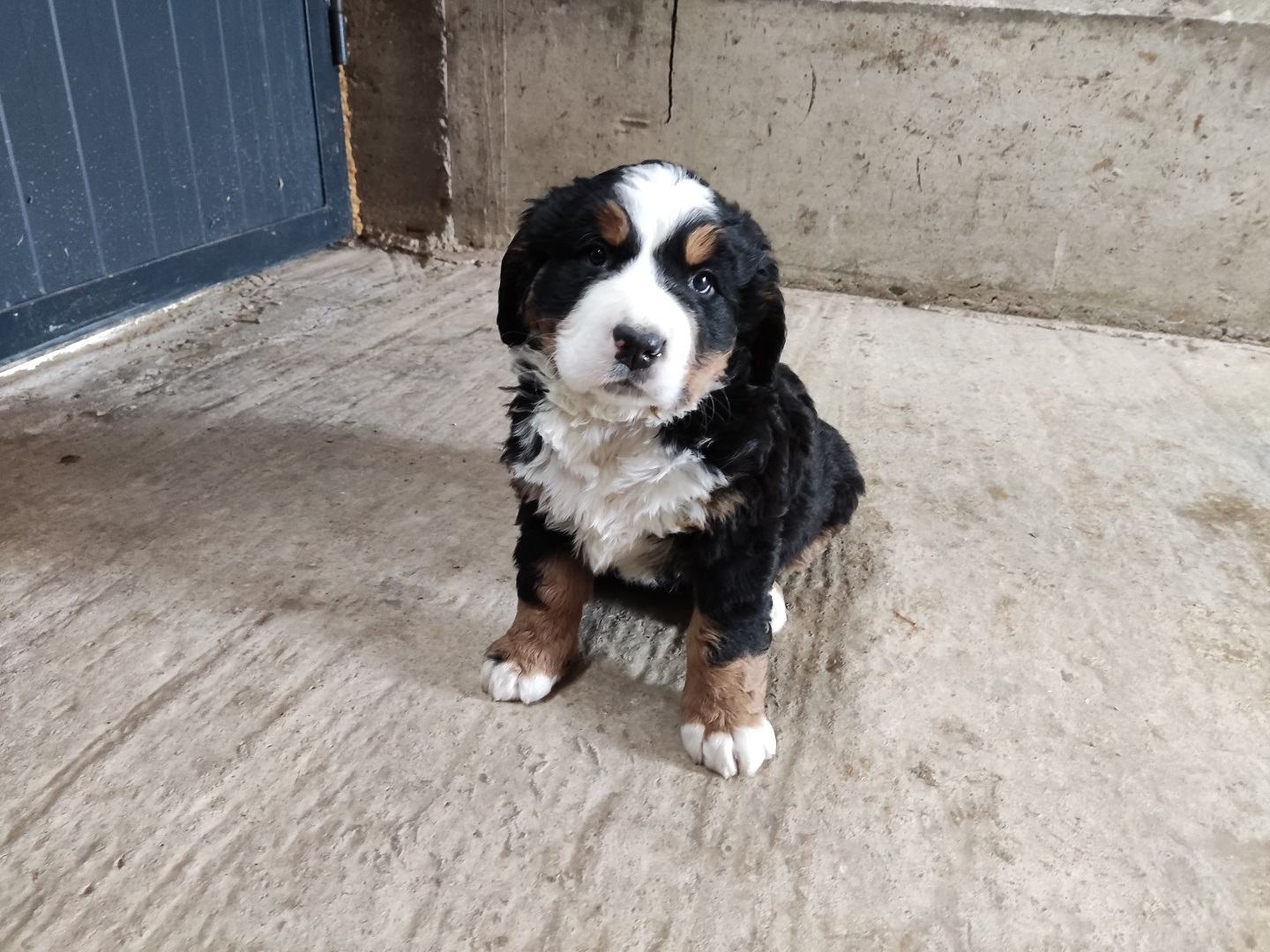 Bernski planinski pas - štenci