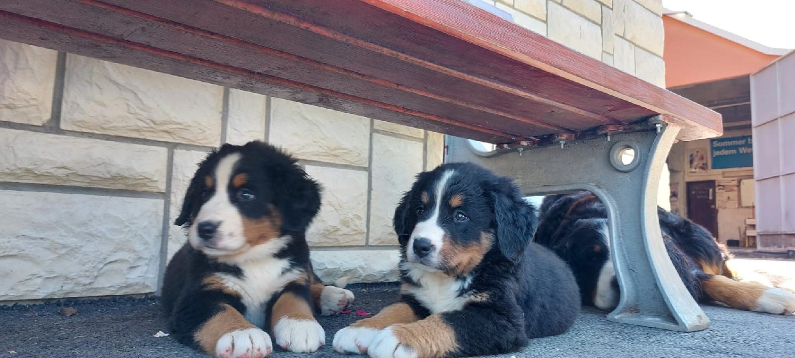 Bernski planinski pas štenci