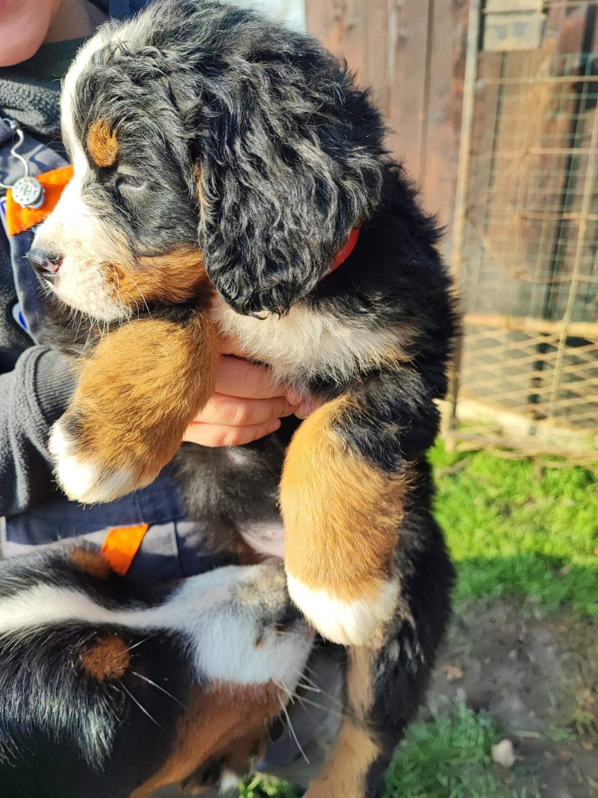 Bernski planinski pas štenci