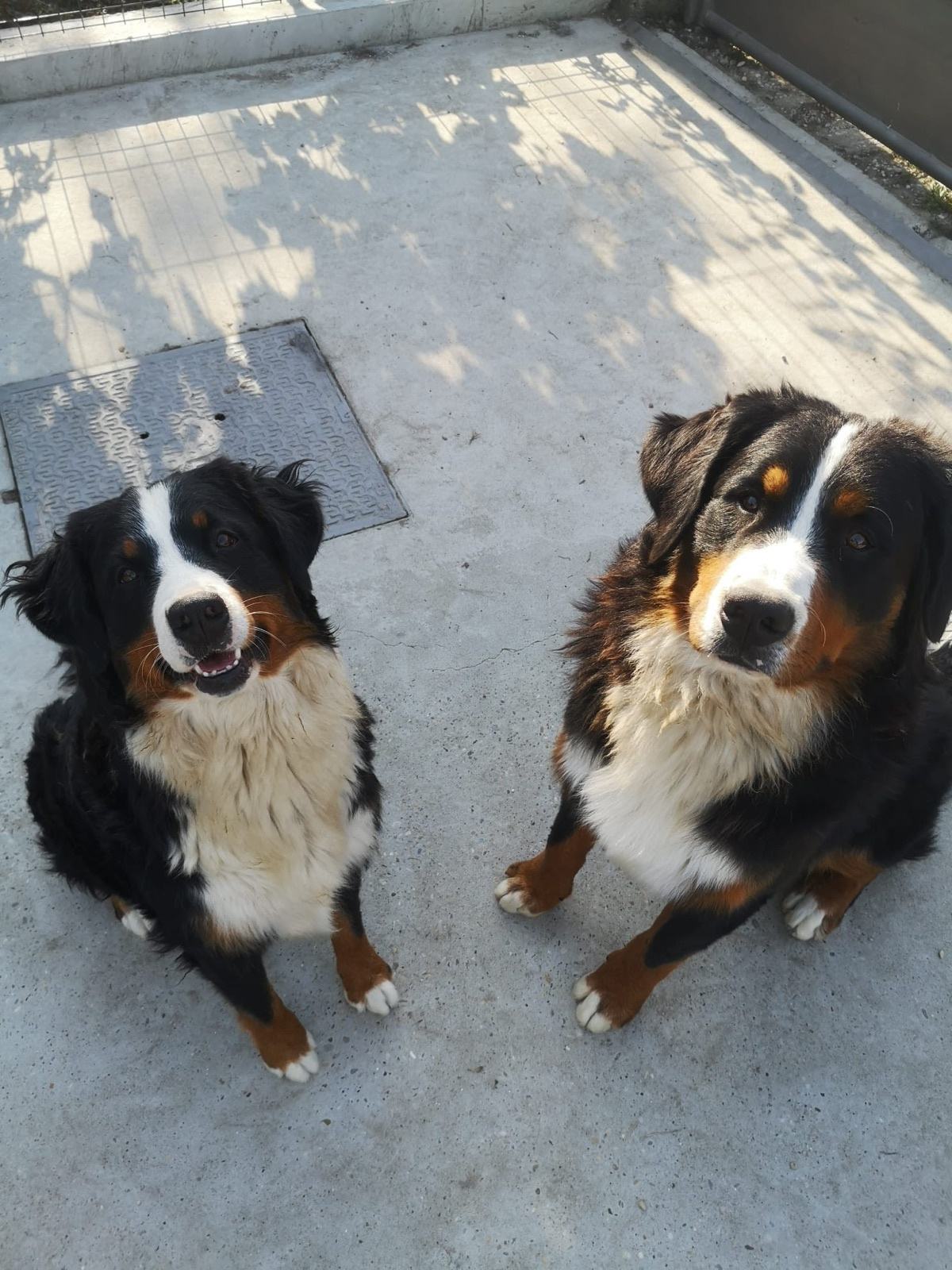 Bernski planinski pas štenci